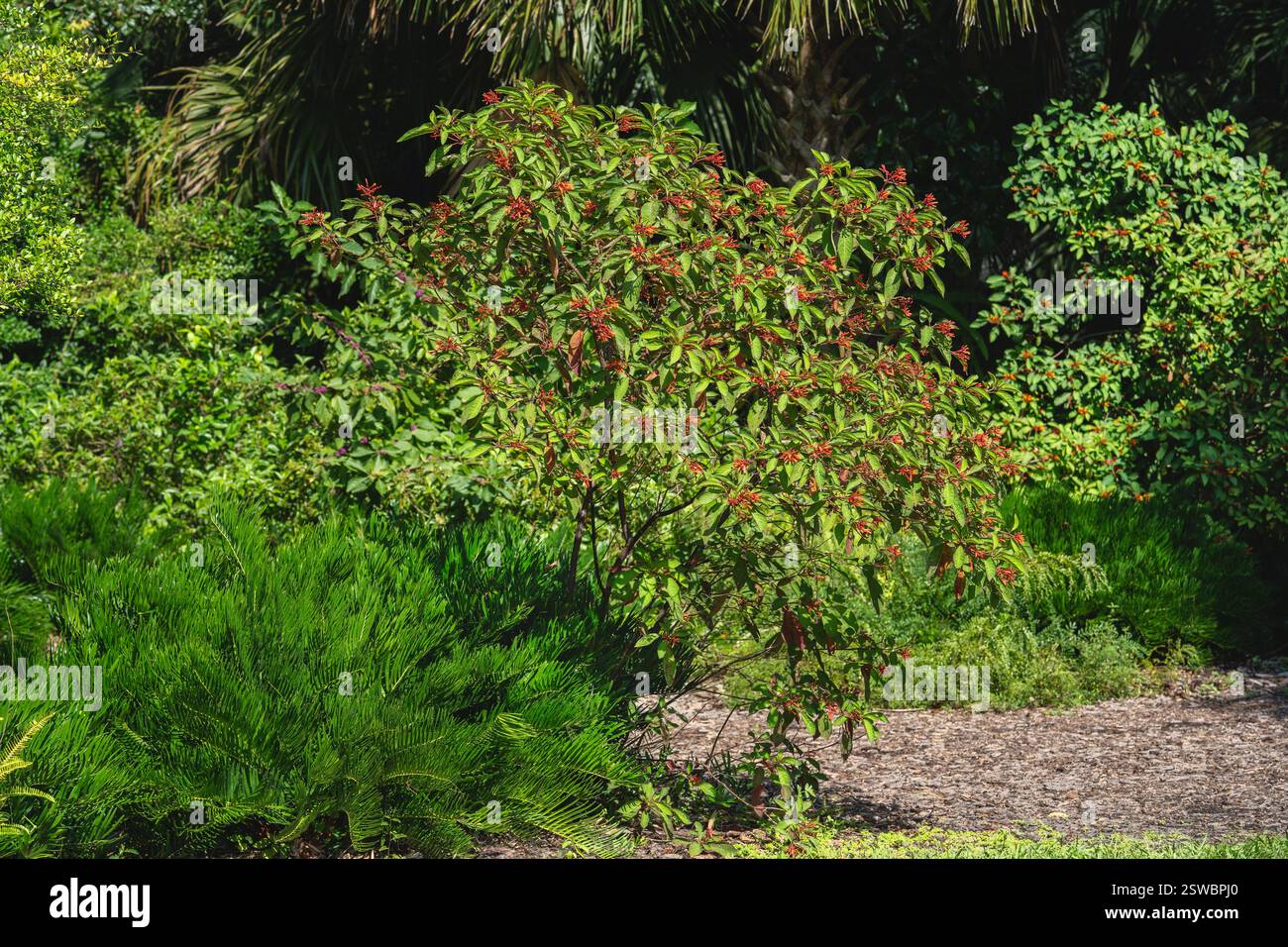 A Firebush, Hamelia patens, growing next to Coontie palm, Zamia ...