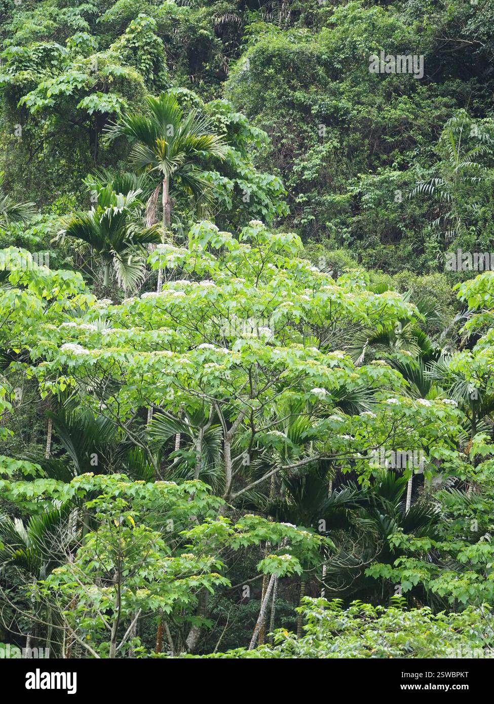 mu oil tree (Vernicia montana), Plantae, 台灣台北 Stock Photo - Alamy