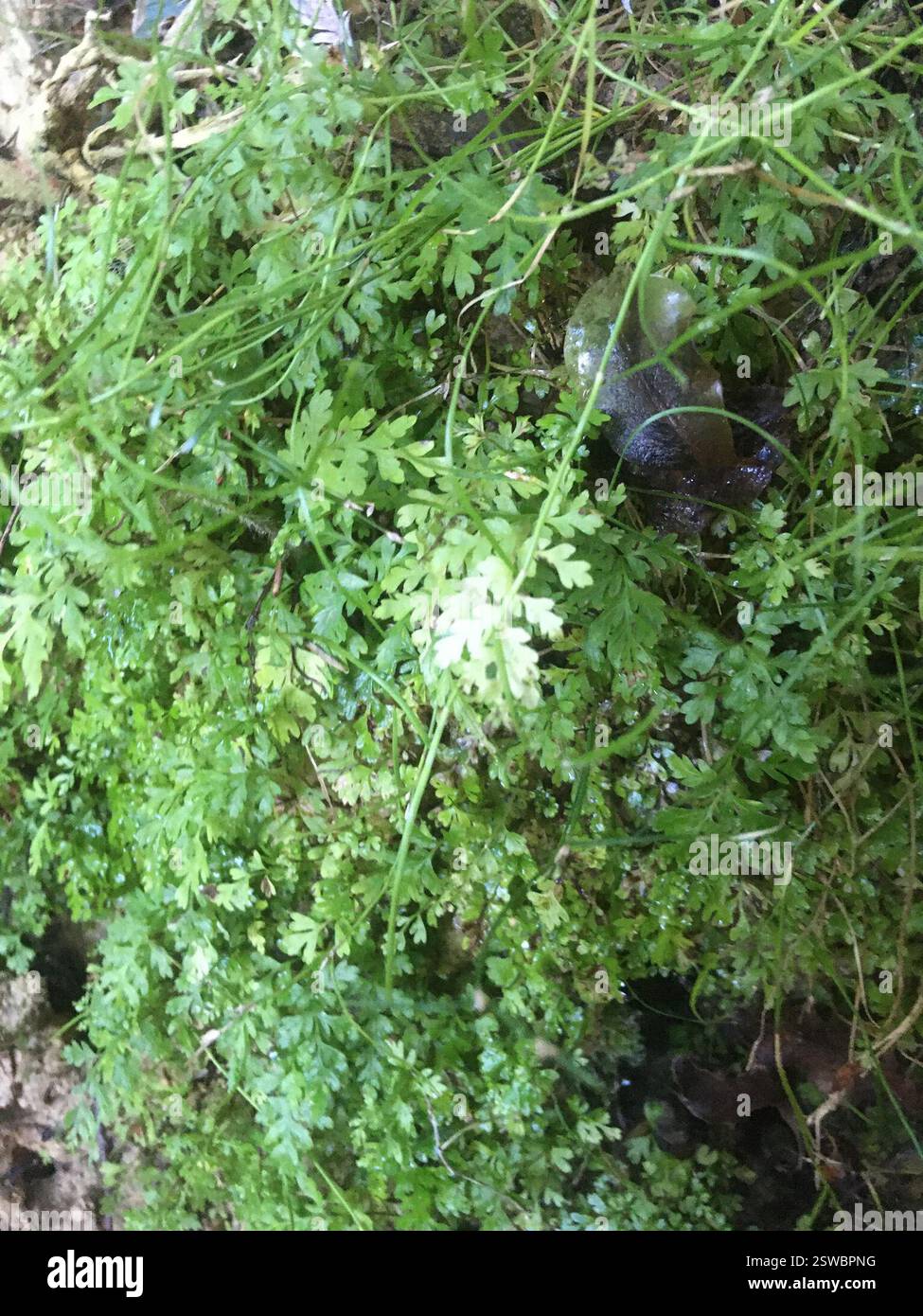 silver fern (Cyathea dealbata), Plantae, Kauri Park neighbourhood ...