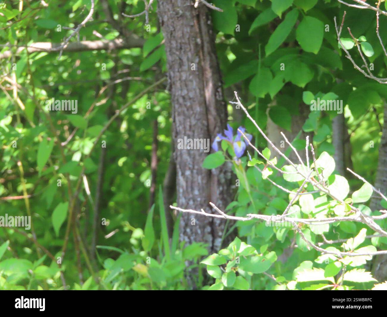 southern blue flag (Iris virginica), Plantae, Okauchee Lake, WI, USA ...