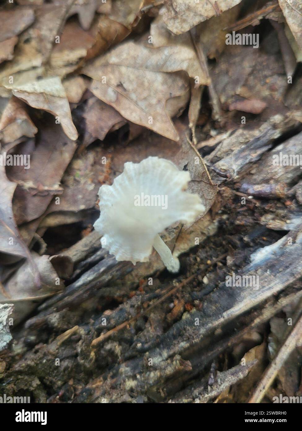 (Delicatula integrella), Fungi, Bullitt County, US-KY, US Stock Photo ...