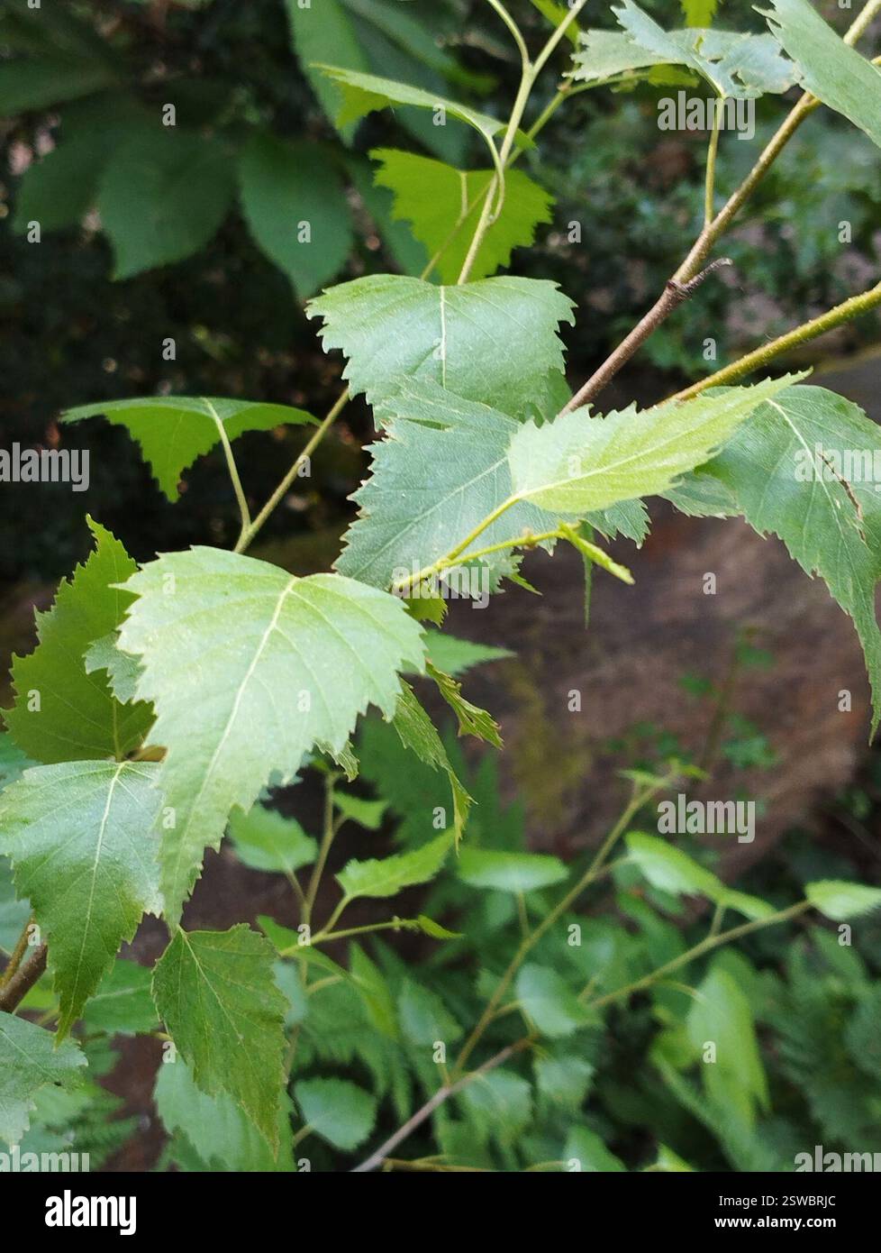 silver birch (Betula pendula), Plantae, Southampton SO30 3XH, UK Stock ...