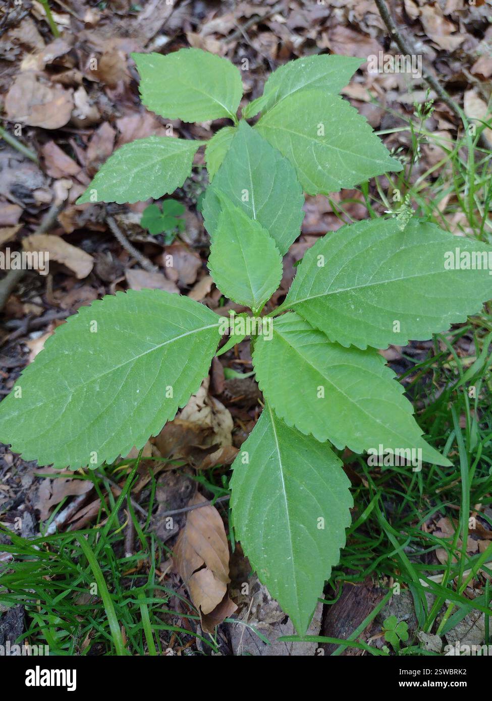 small balsam (Impatiens parviflora), Plantae, Chwarzno-Wiczlino, Gdynia ...