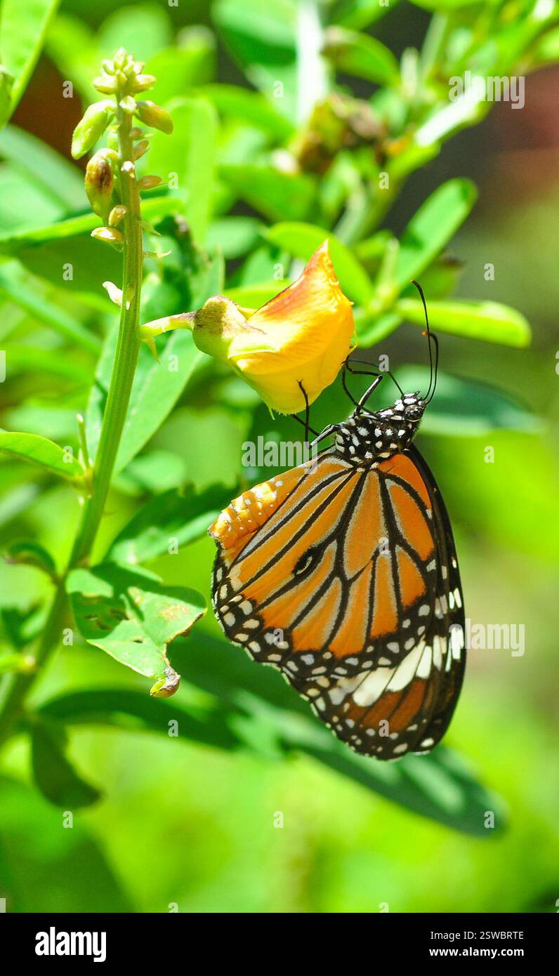 Common Tiger Butterfly (Danaus genutia), Insecta, Thrippunithura, Kochi ...