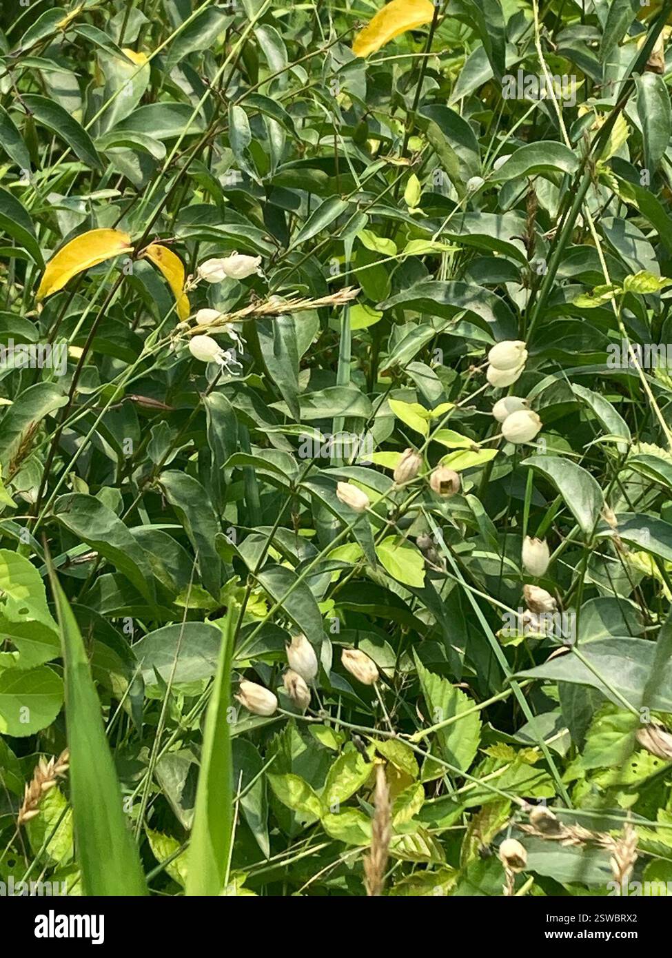 bladder campion (Silene vulgaris), Plantae, Home of Franklin D ...