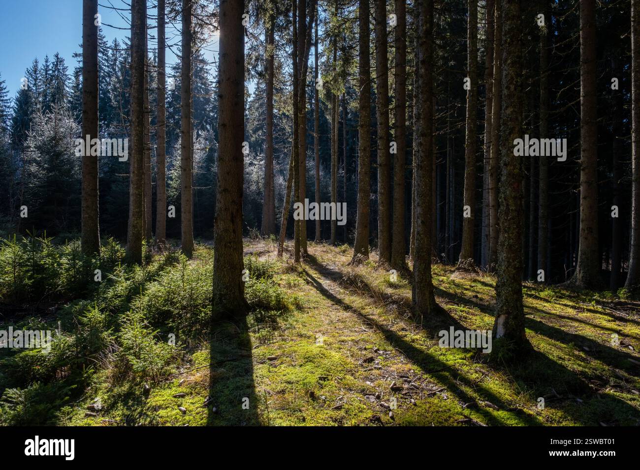Sunlight streams through a dense coniferous forest casting long shadows ...