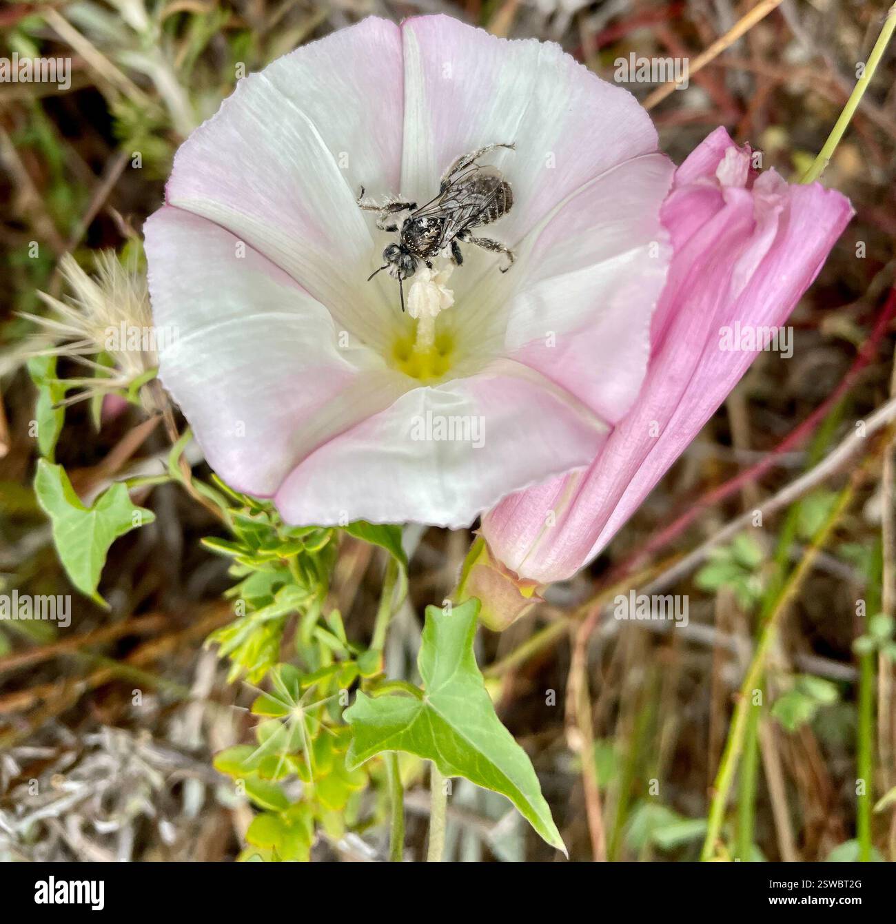 coast morning glory (Calystegia macrostegia), Plantae, Garrapata State ...
