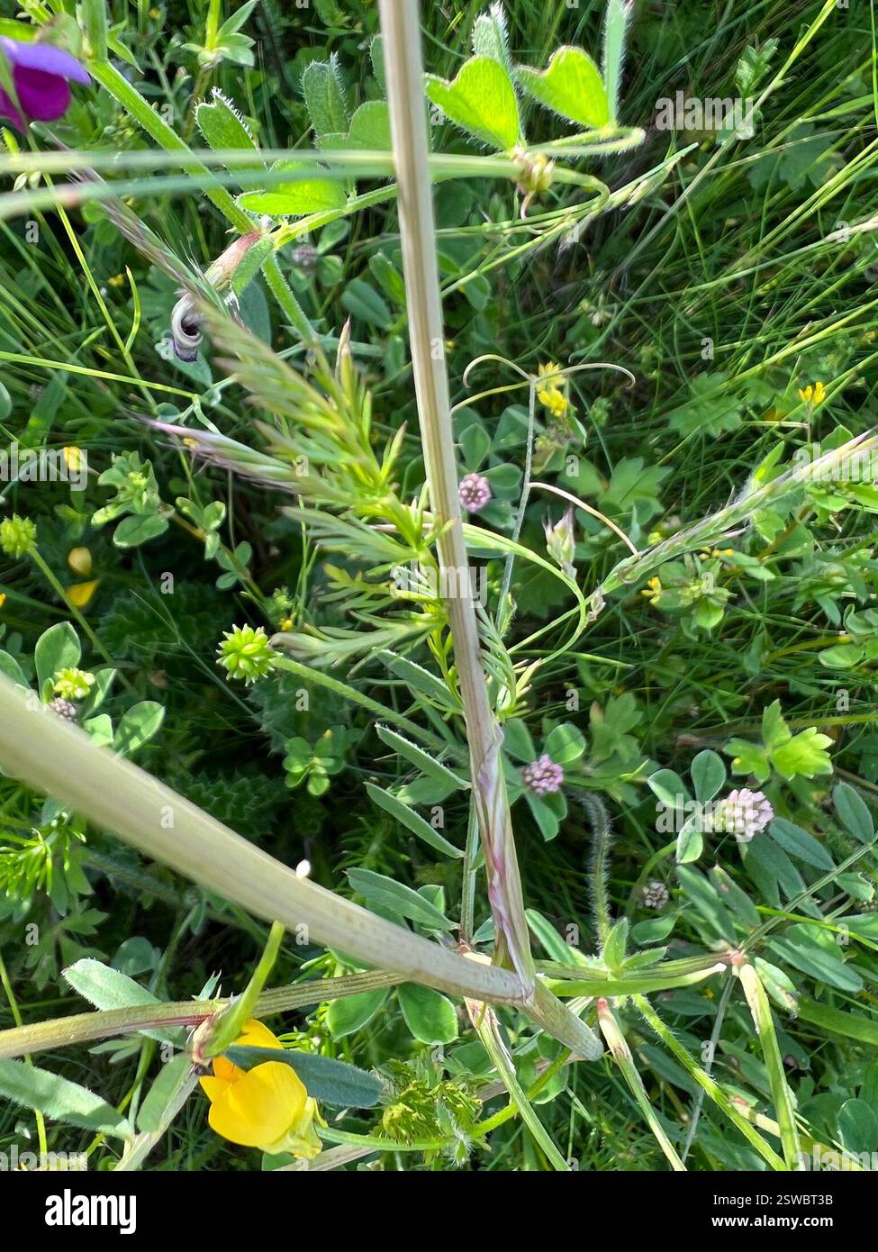 (Apioideae), Plantae, Glamoč, Federacija Bosne i Hercegovine, BA Stock ...
