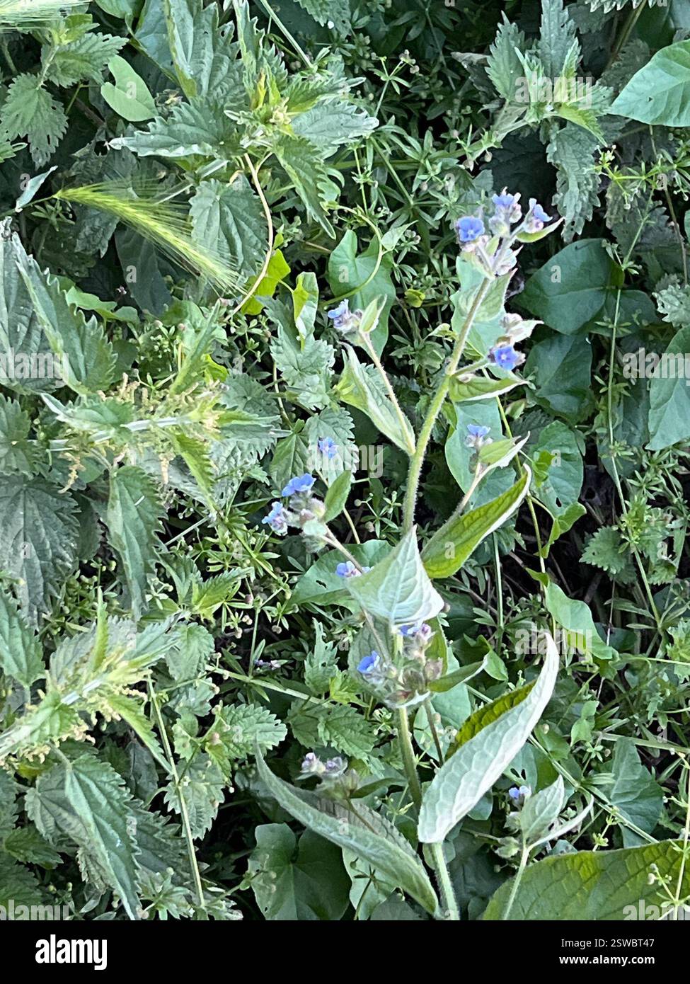 Green Alkanet (Pentaglottis sempervirens), Plantae, Gunners Park and ...