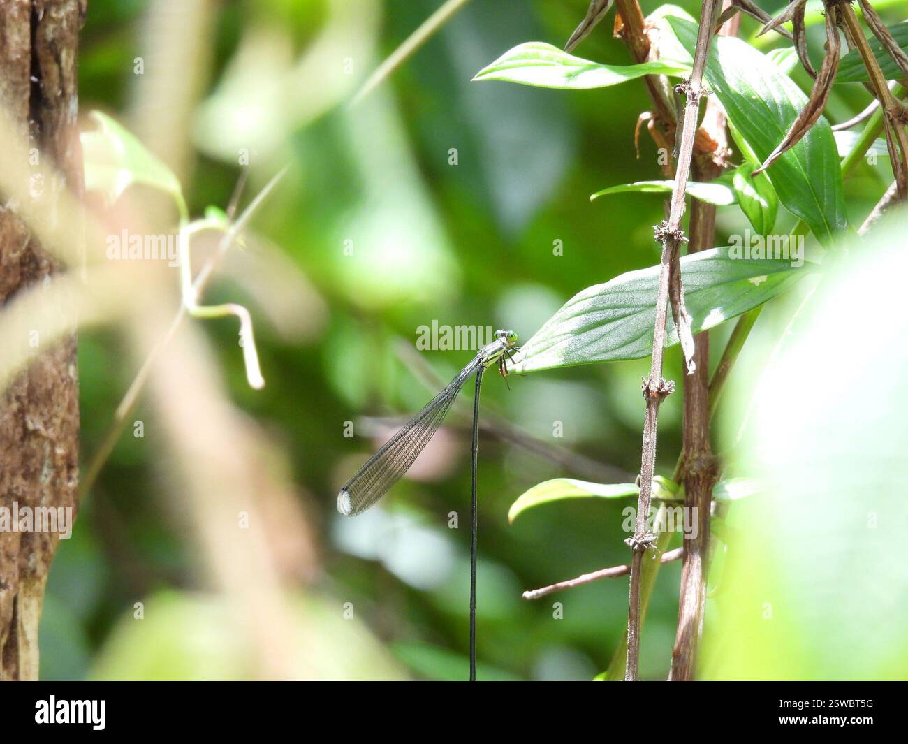 Long-tailed Helicopter (Mecistogaster linearis), Insecta, Panama Stock ...