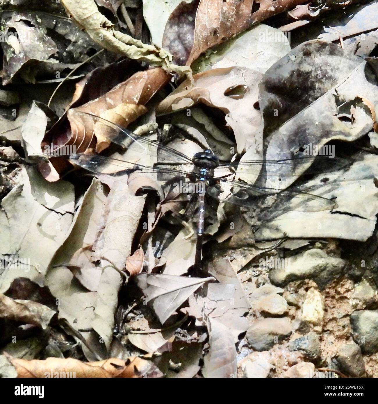 Dark-saddled Darner (Gynacantha membranalis), Insecta, Panama Stock ...