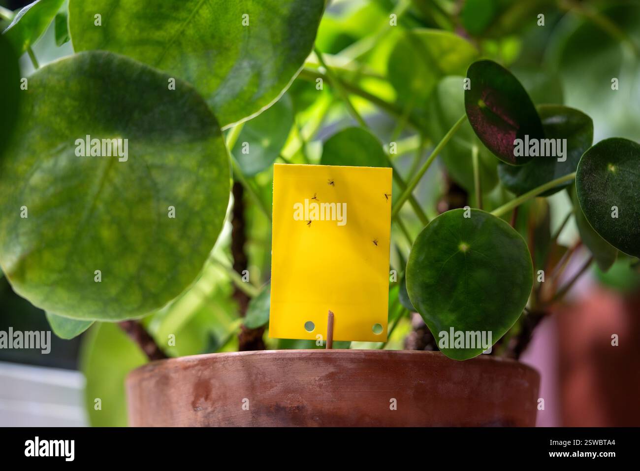 Fungus gnats stuck on yellow sticky trap closeup. Non-toxic flypaper ...