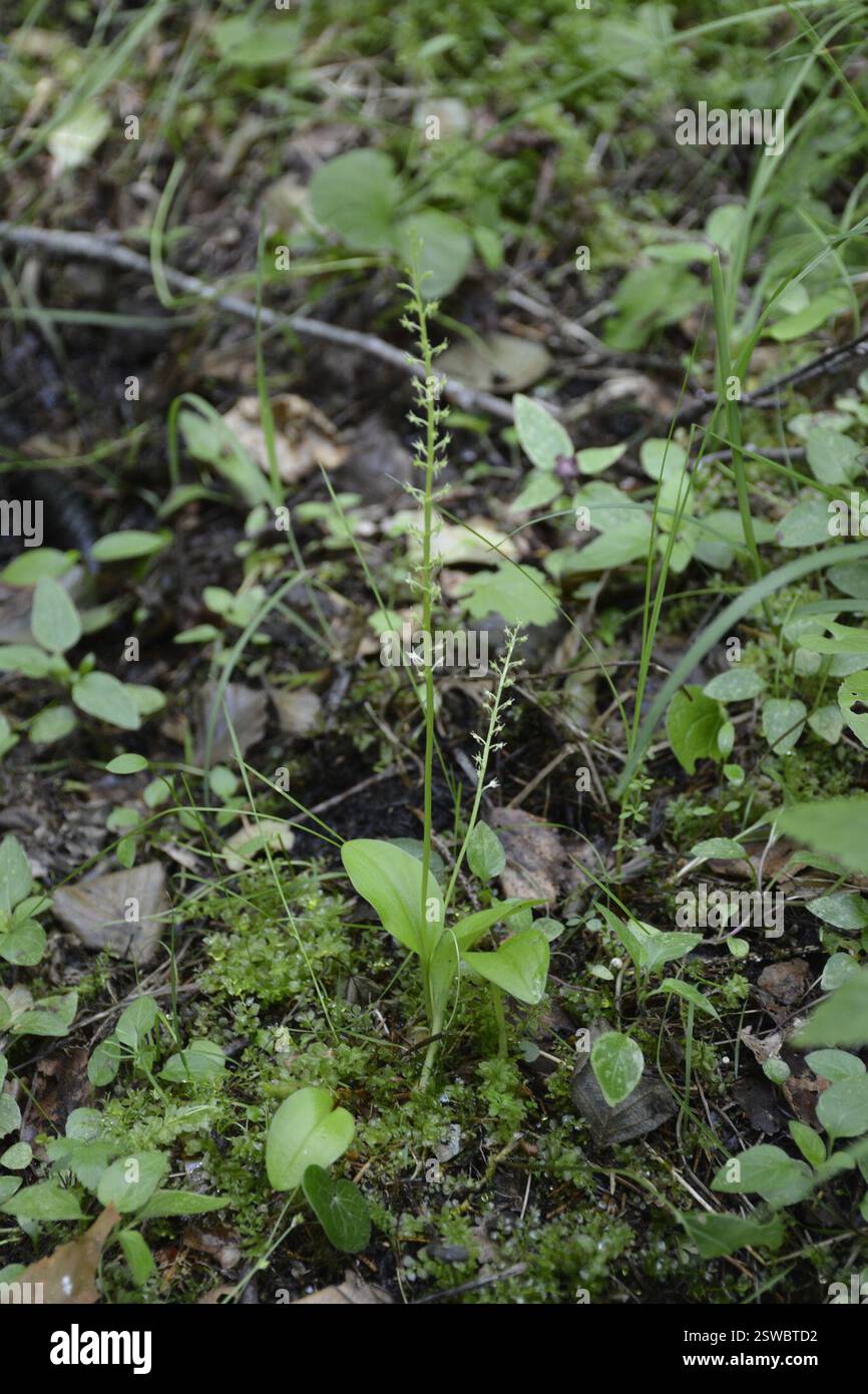 White Adder's Mouth (Malaxis monophyllos), Plantae, Селивановский р-н ...