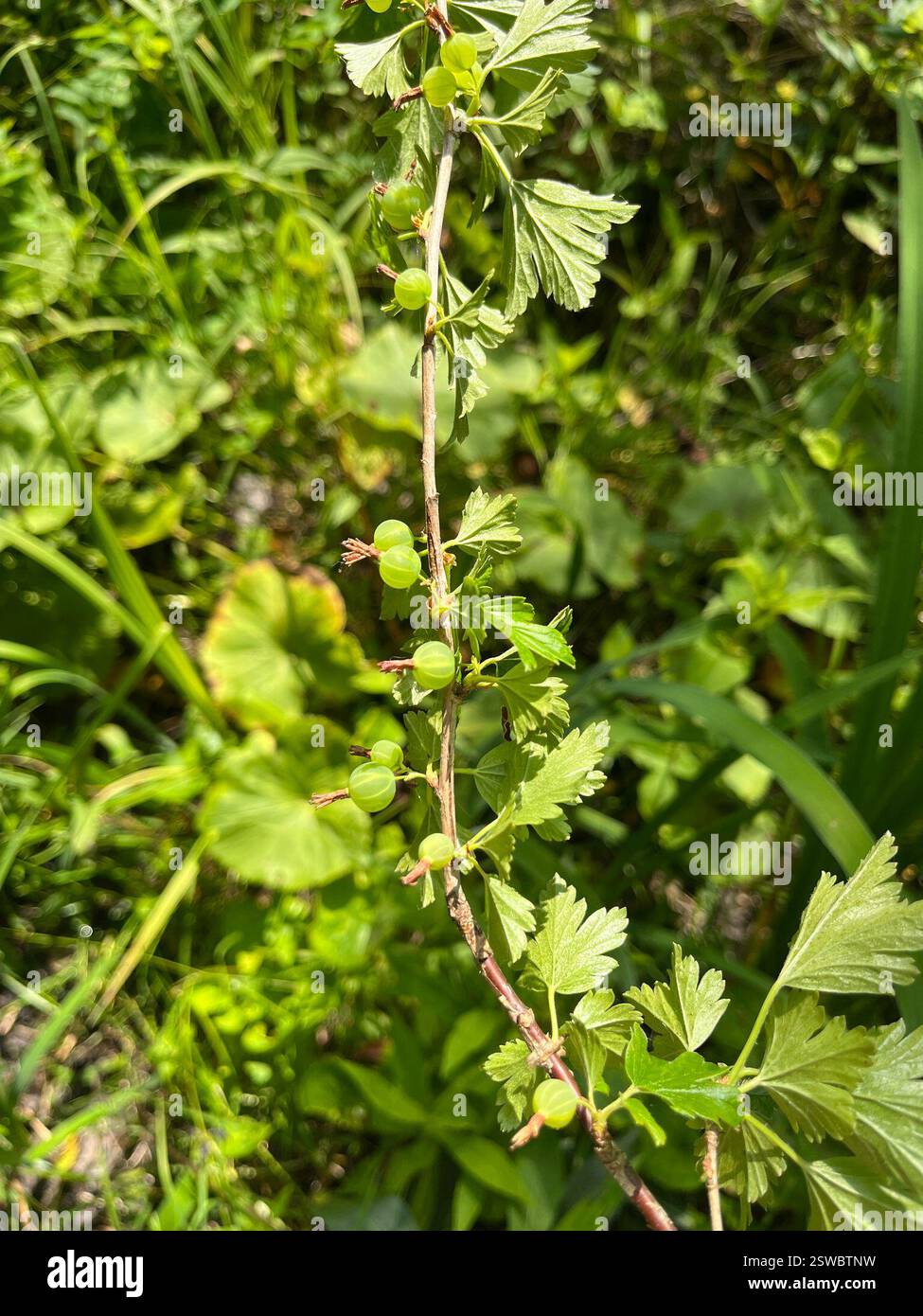 Smooth Gooseberry (Ribes hirtellum), Plantae, Warren County, PA, USA ...