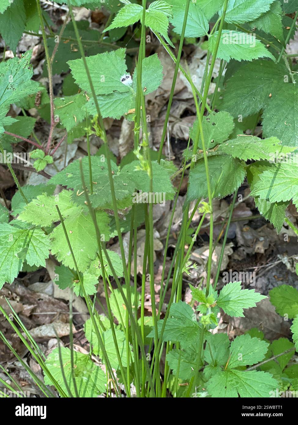 Soft Rush (Juncus effusus), Plantae, Balmerino Ave, Benfleet, England ...