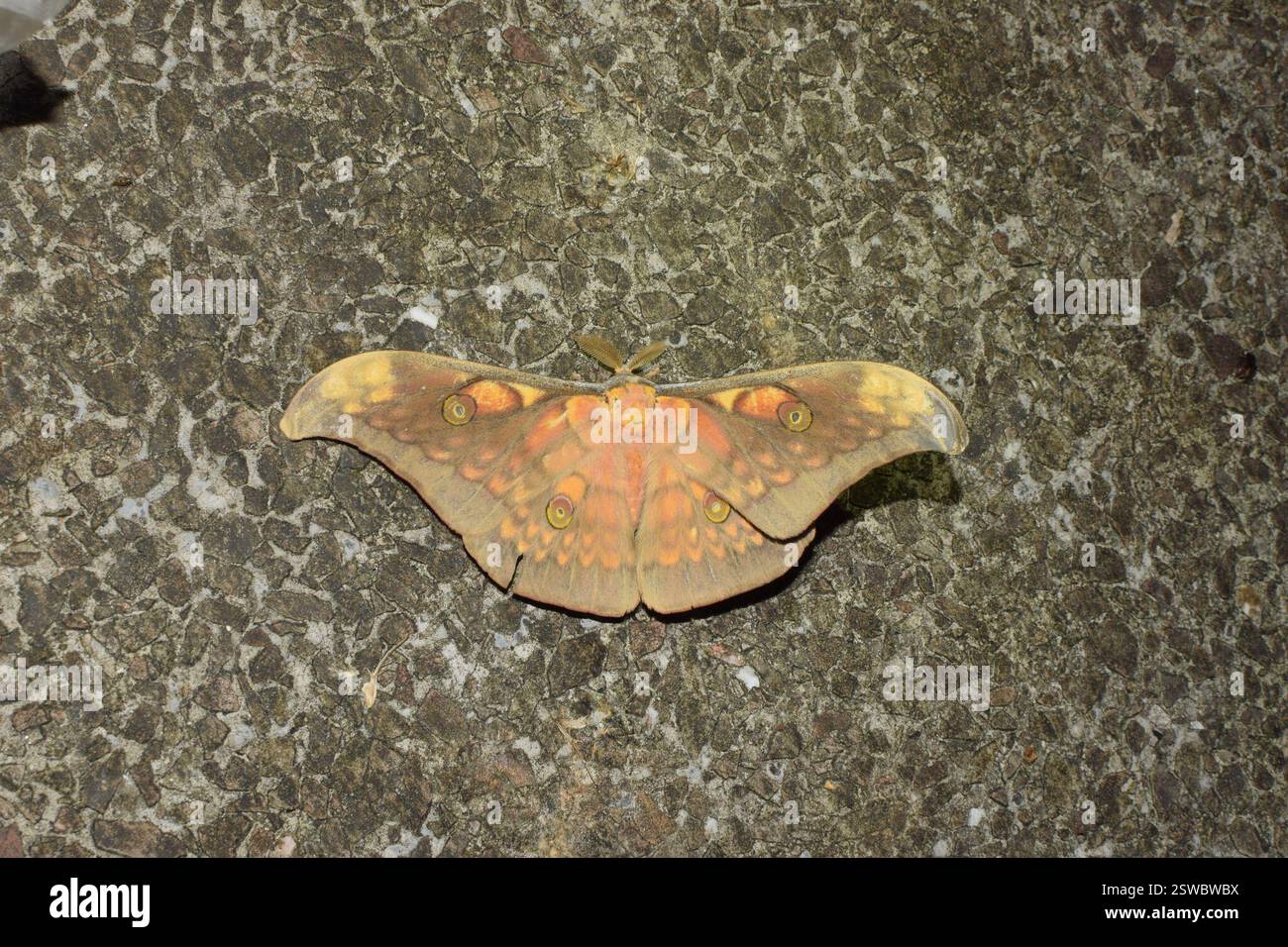 Oak Tasar Silk Moth (Antheraea frithi), Insecta, 中国江西省上饶市婺源县 Stock ...