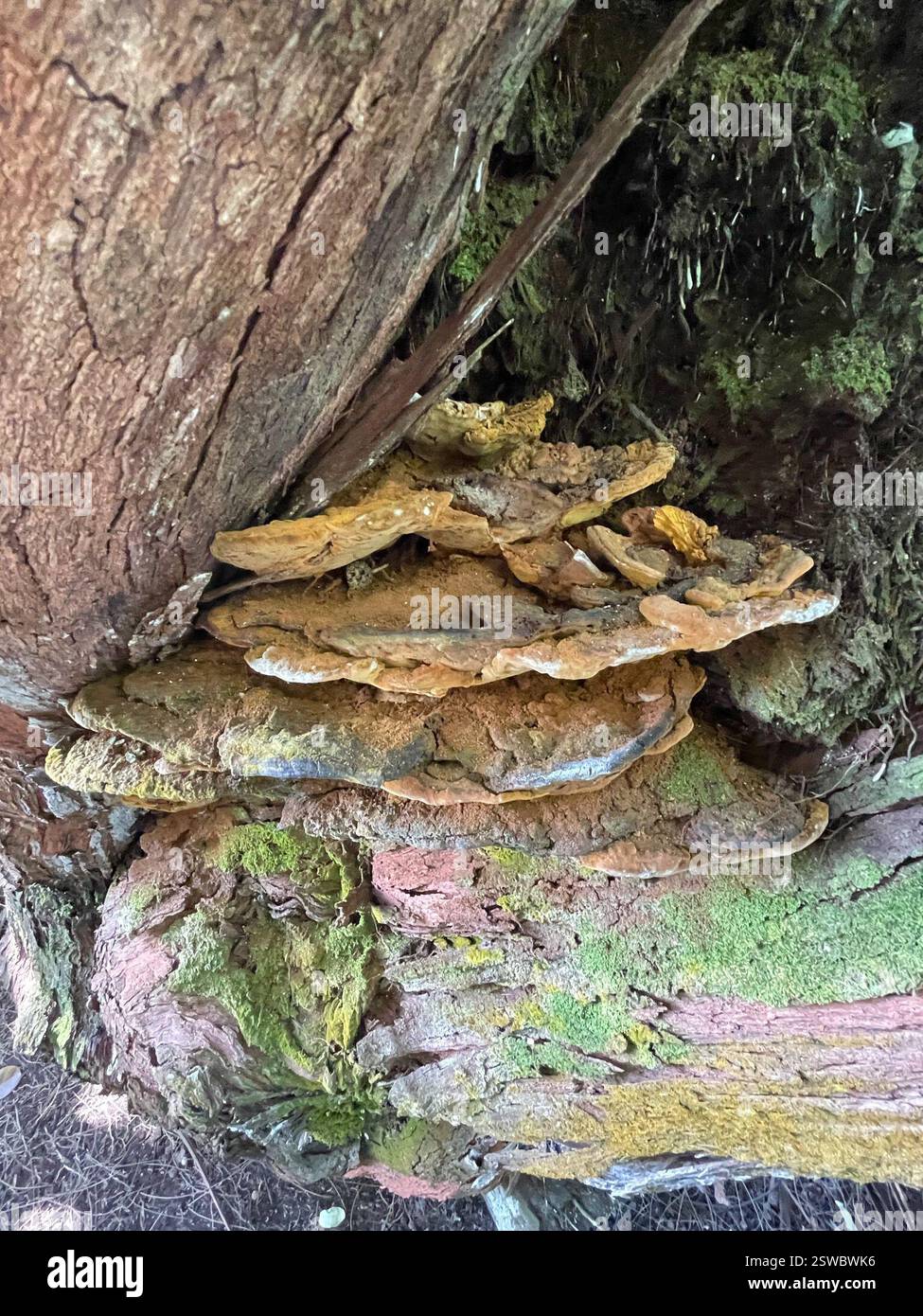 shelf fungi (Polyporales), Fungi, Papaikou, HI 96781, USA Stock Photo ...