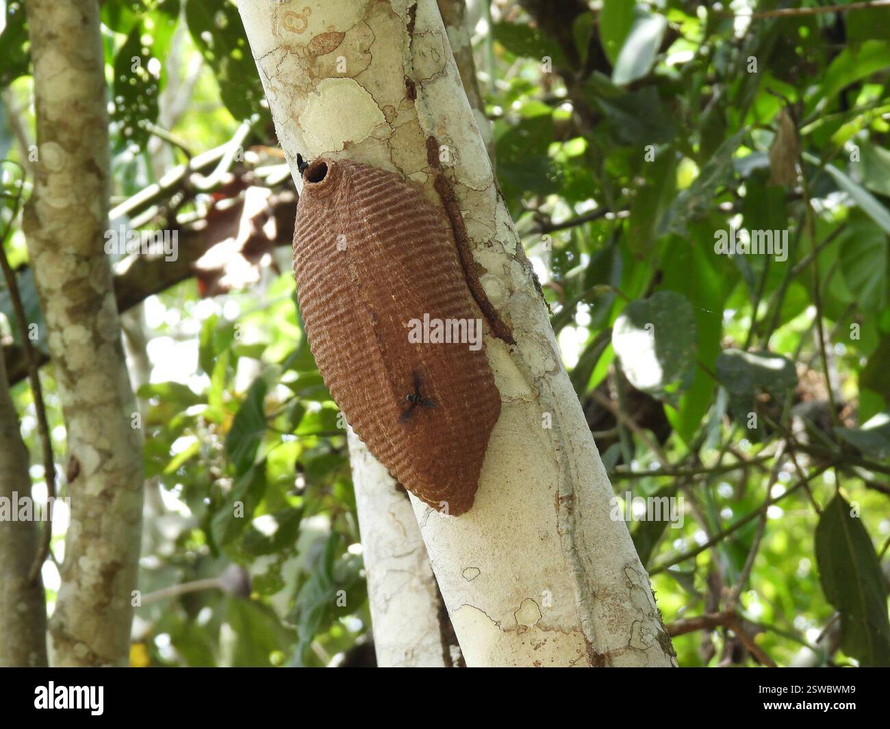 Northern Warrior Wasp (Synoeca septentrionalis), Insecta, Panama Stock ...