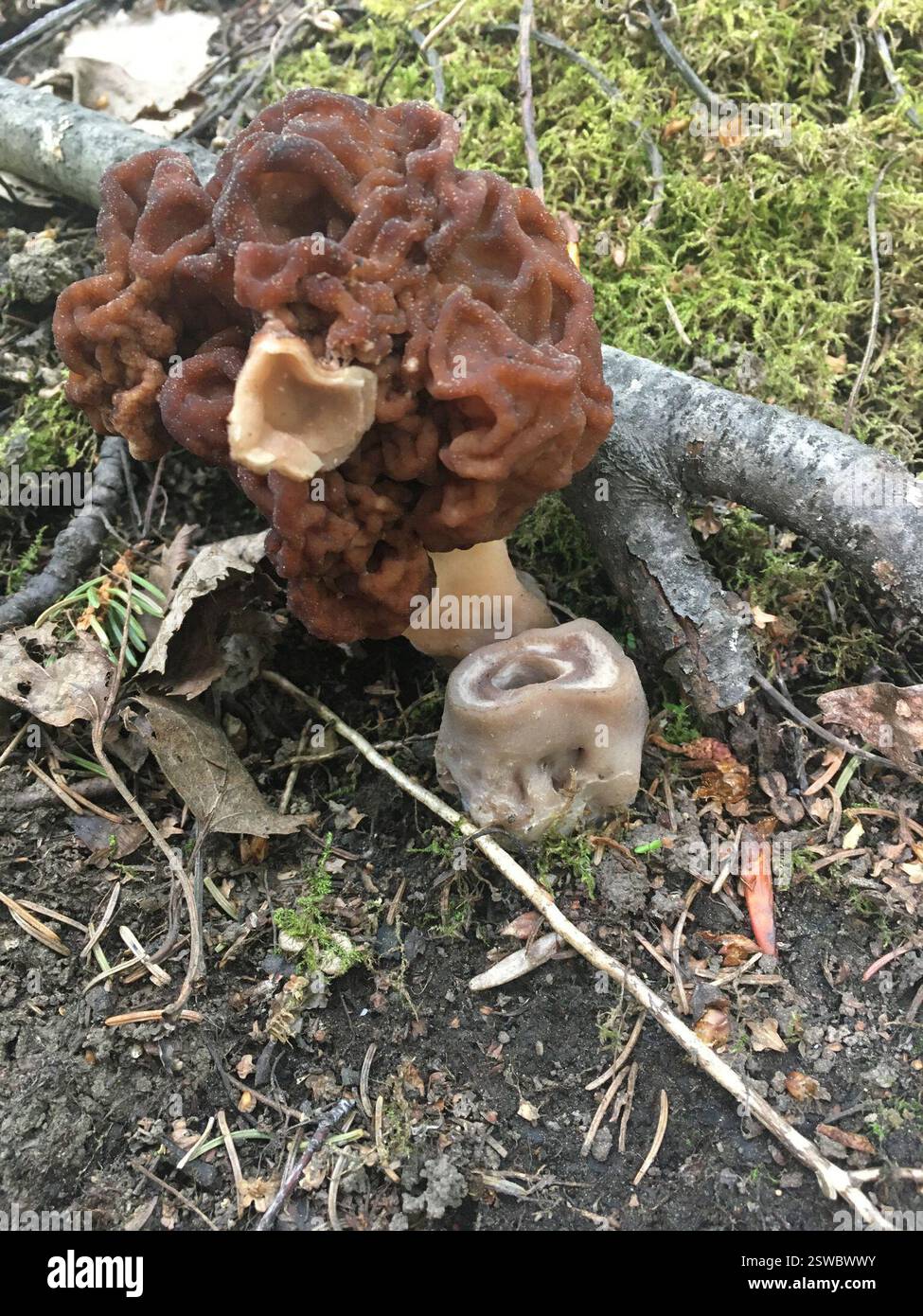 False Morel (Gyromitra esculenta), Fungi, Taku Lake Park, Anchorage, AK ...