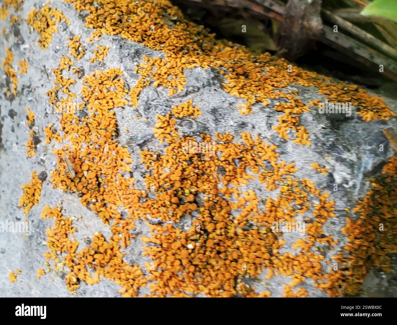 common lichens (Lecanoromycetes), Fungi, Fergus County, MT, USA Stock ...