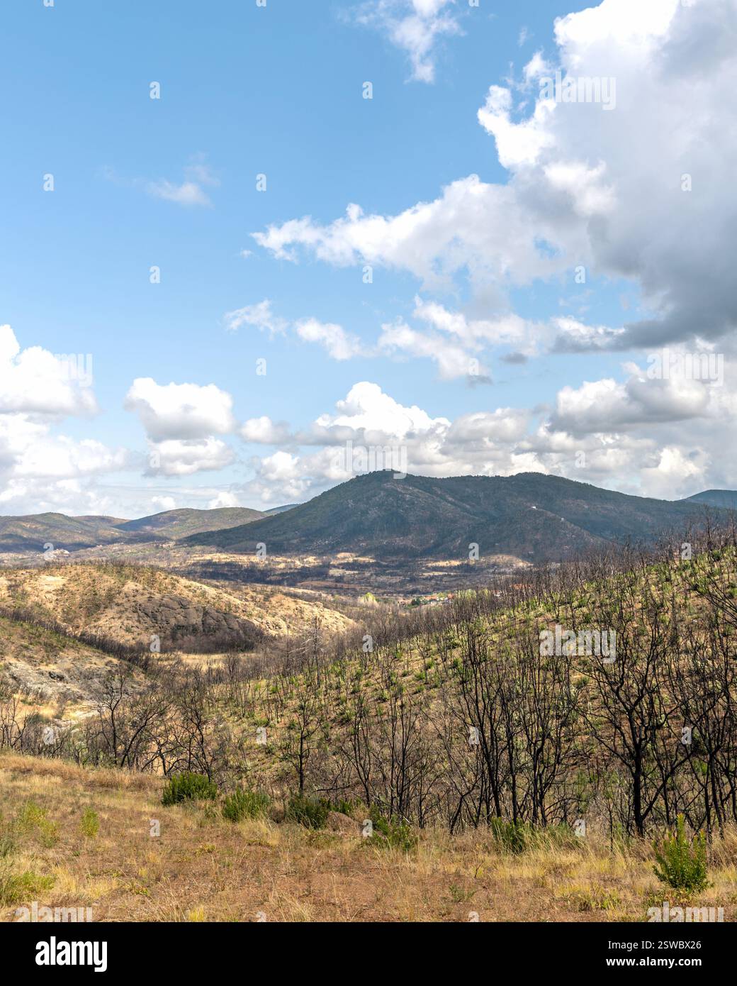 Village Kirki Evros Greece recovering after a massive wildfire, forest ...