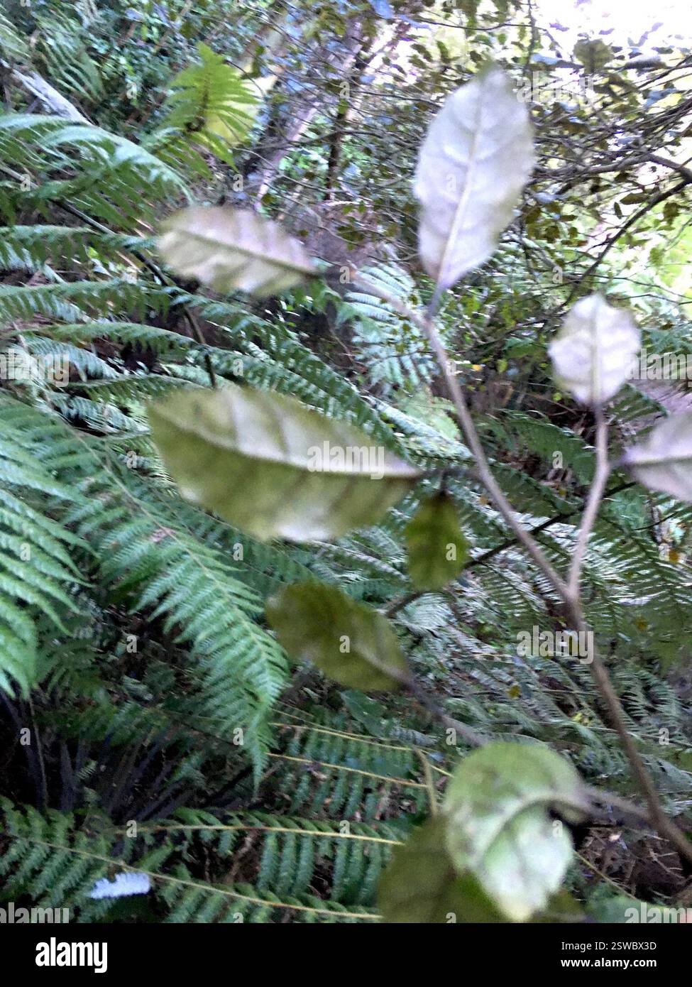 Marble leaf (Carpodetus serratus), Plantae, Kauri Park neighbourhood ...