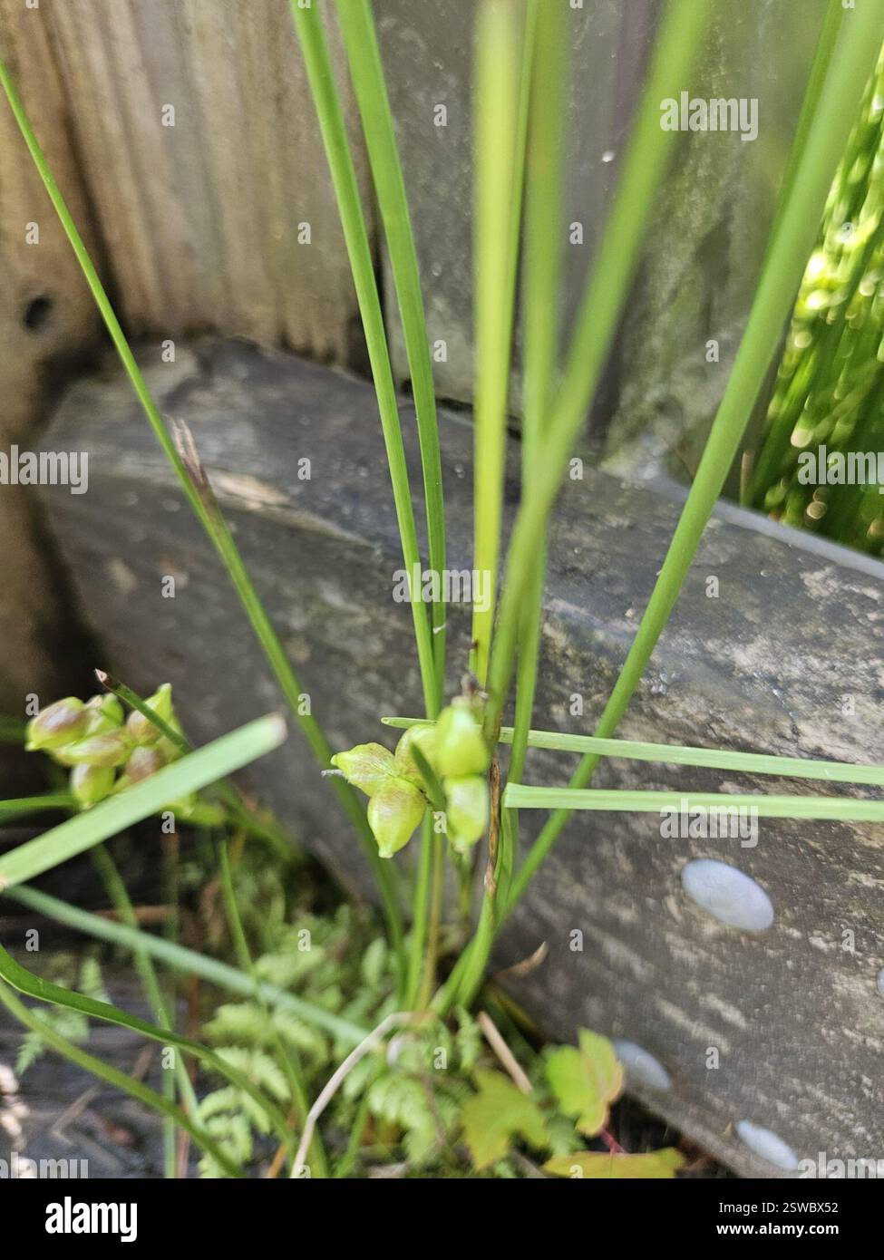 rannoch-rush (Scheuchzeria palustris), Plantae, Ohio, US, Pod grass ...