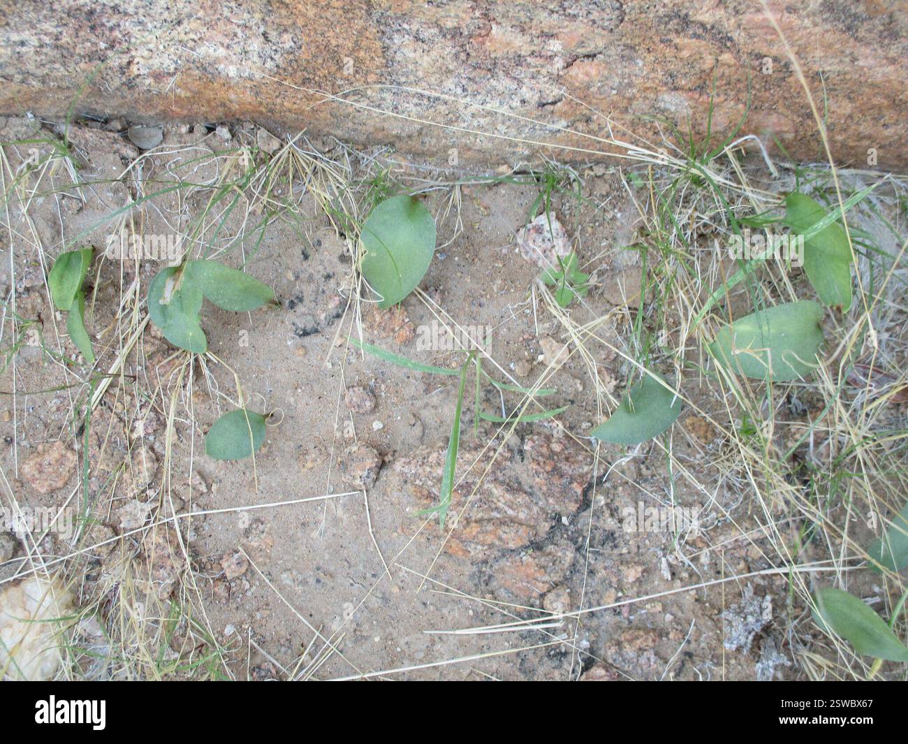 Common Adders-tongue (Ophioglossum polyphyllum), Plantae, Erongo Region ...