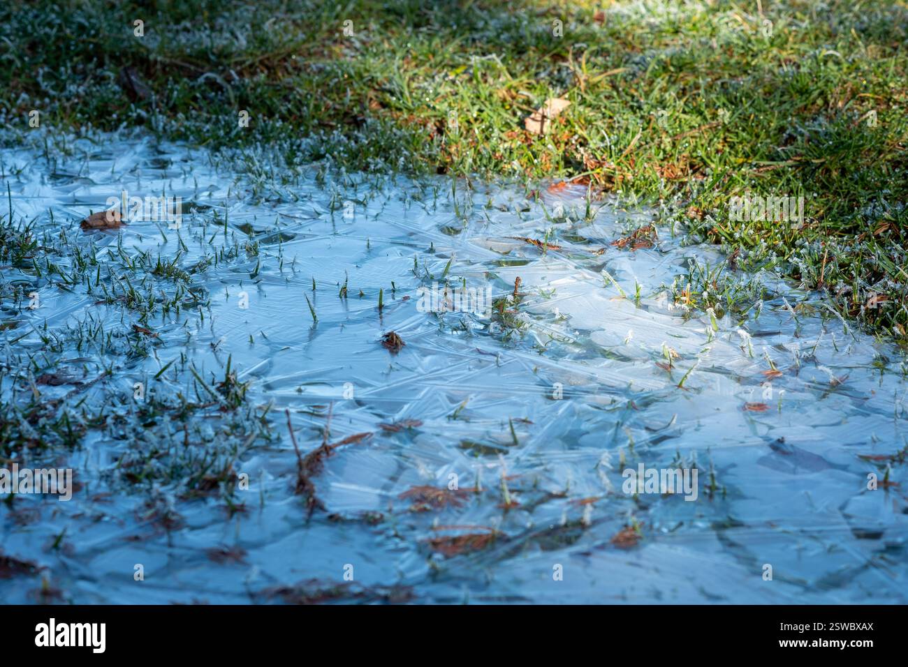 Thin sheet of ice covers a patch of grass creating a delicate icy ...