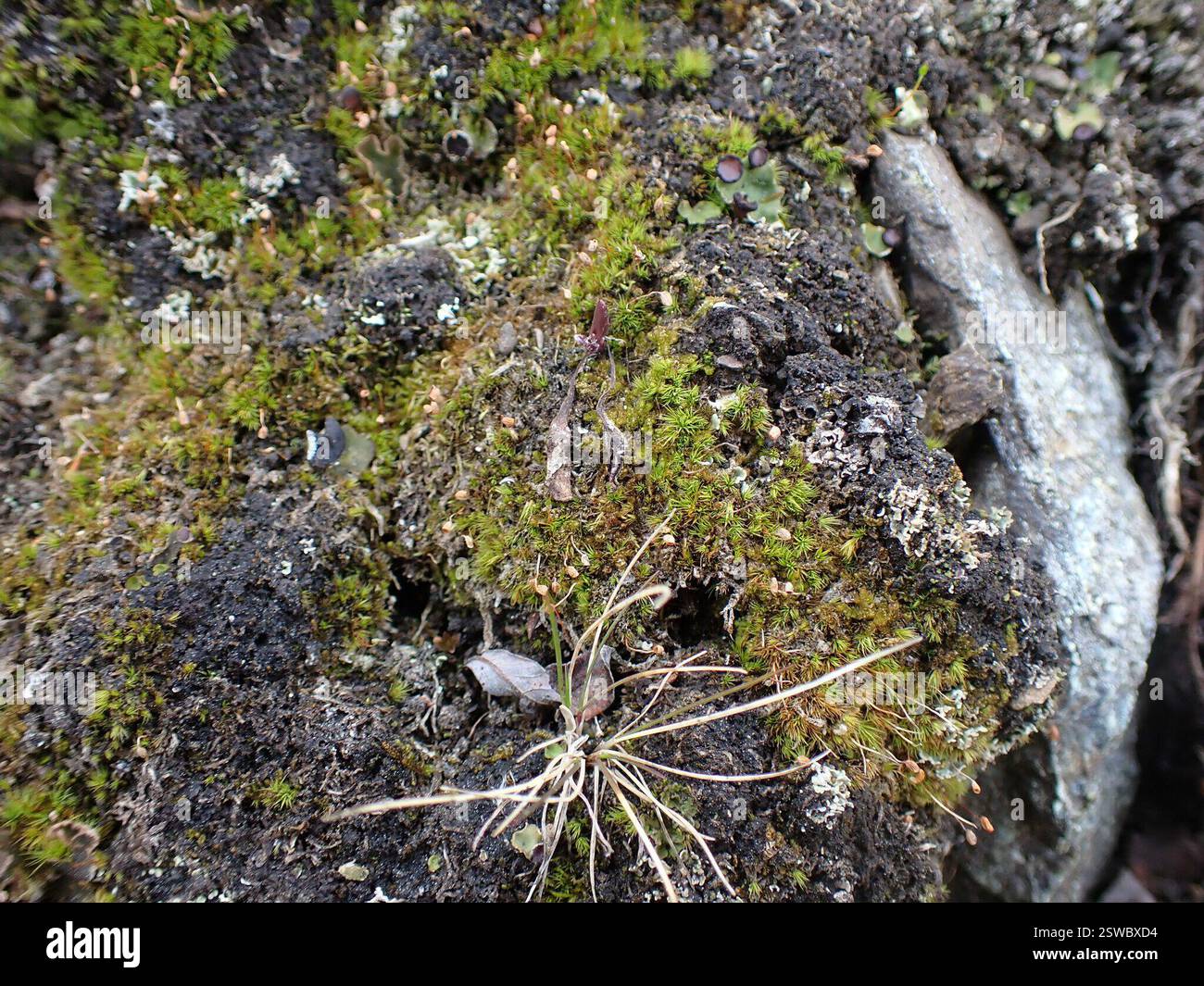 Stiff Apple-moss (Bartramia ithyphylla), Plantae, Stikine Region, BC ...