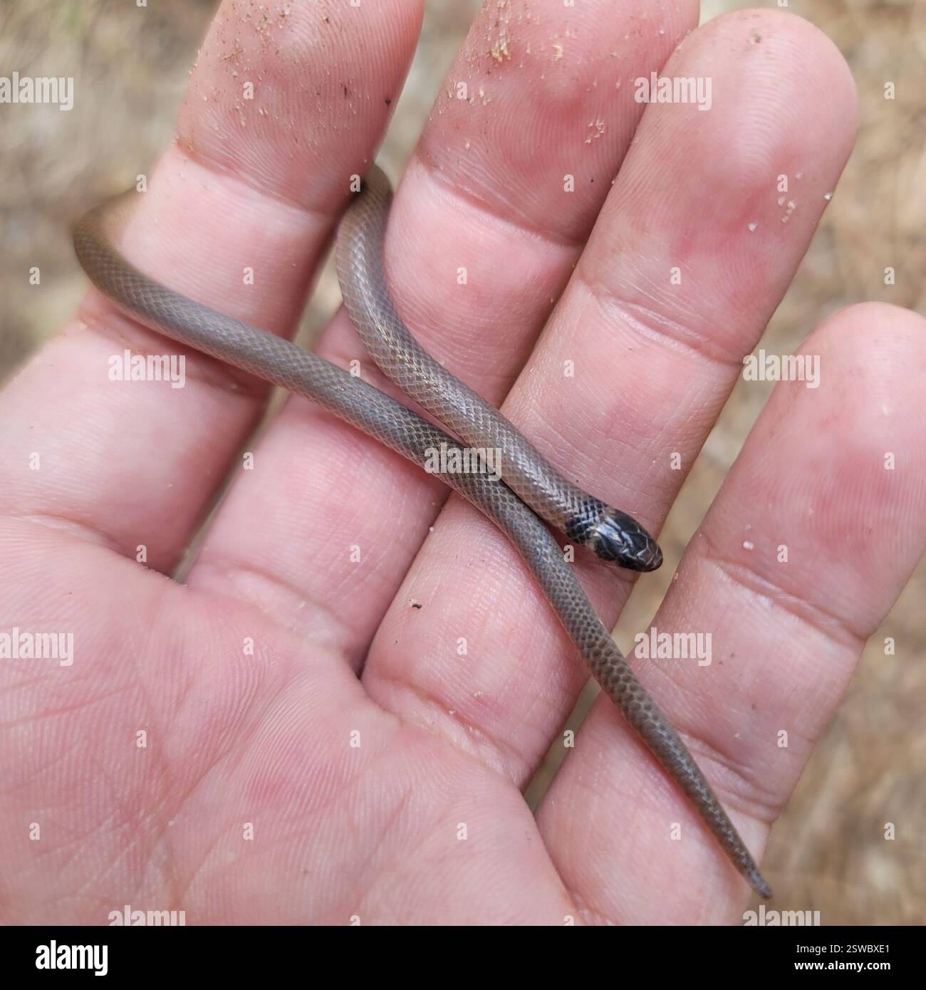 Southeastern Crowned Snake (Tantilla coronata), Reptilia, Prattville ...