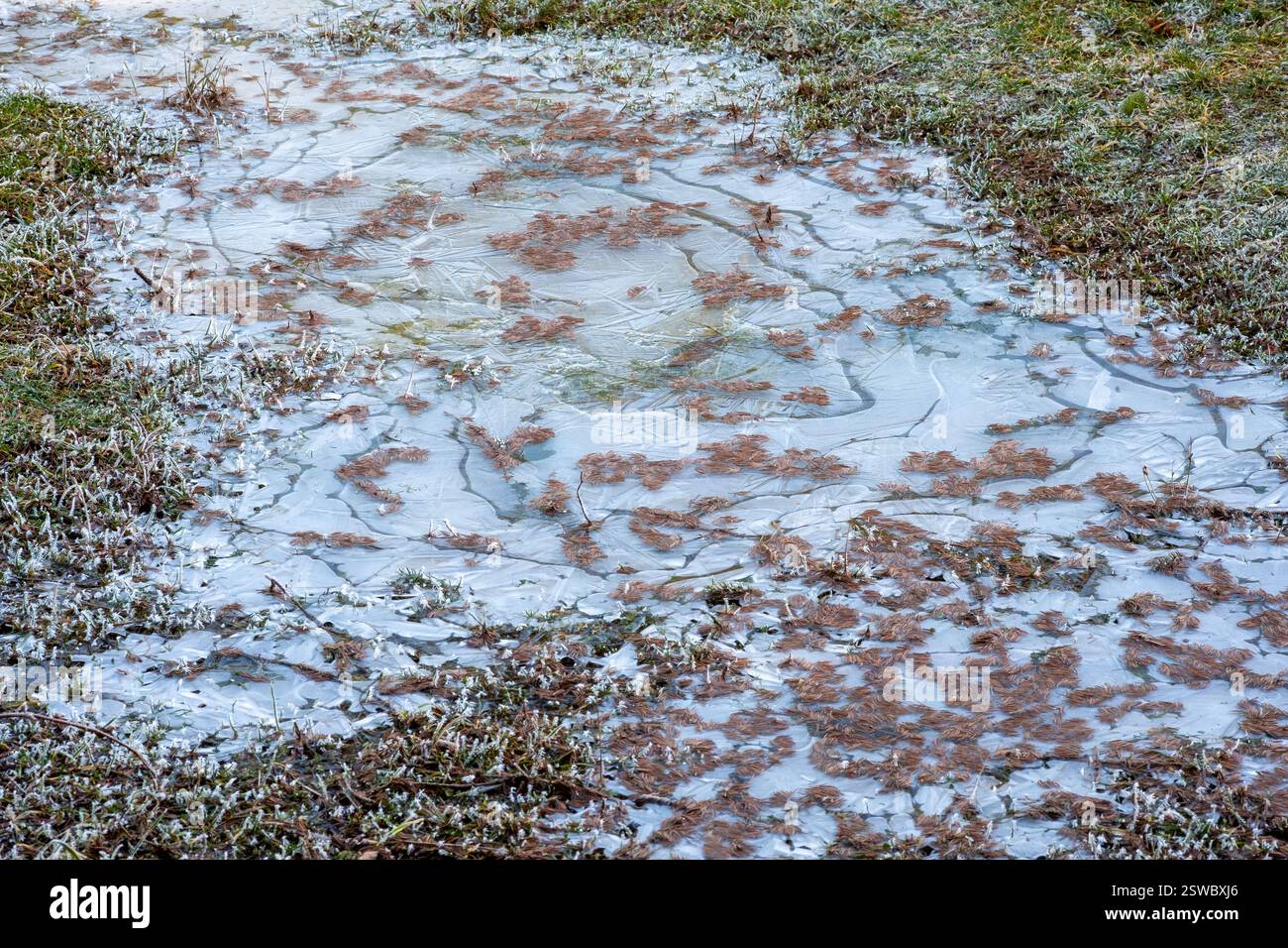 Frozen puddle with frost covered grass and plant debris forming intricate patterns in the ice ...
