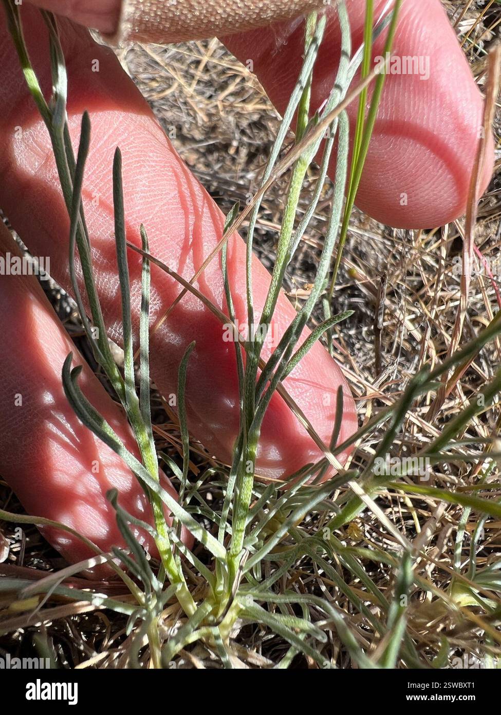 Desert Yellow Fleabane (Erigeron linearis), Plantae, Kittitas County ...