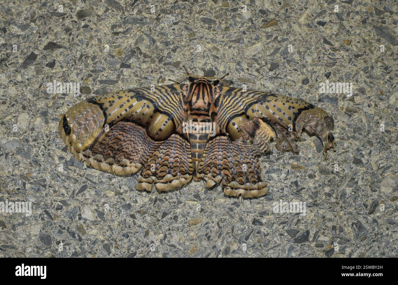 Hearsey's Owl Moth (Brahmaea hearseyi), Insecta, 中国浙江省杭州市临安区 Stock ...