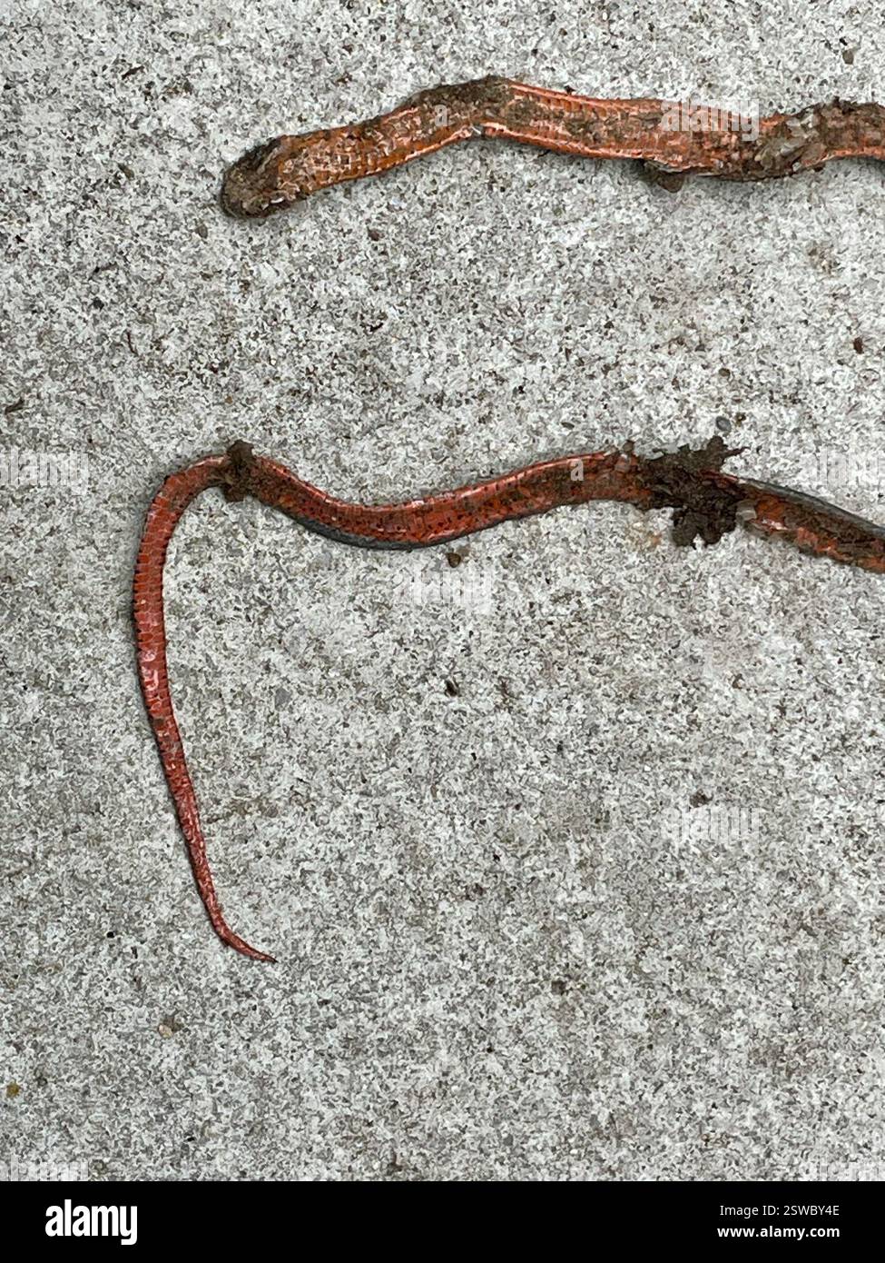Monterey Ringneck Snake (Diadophis punctatus vandenburgii), Reptilia ...