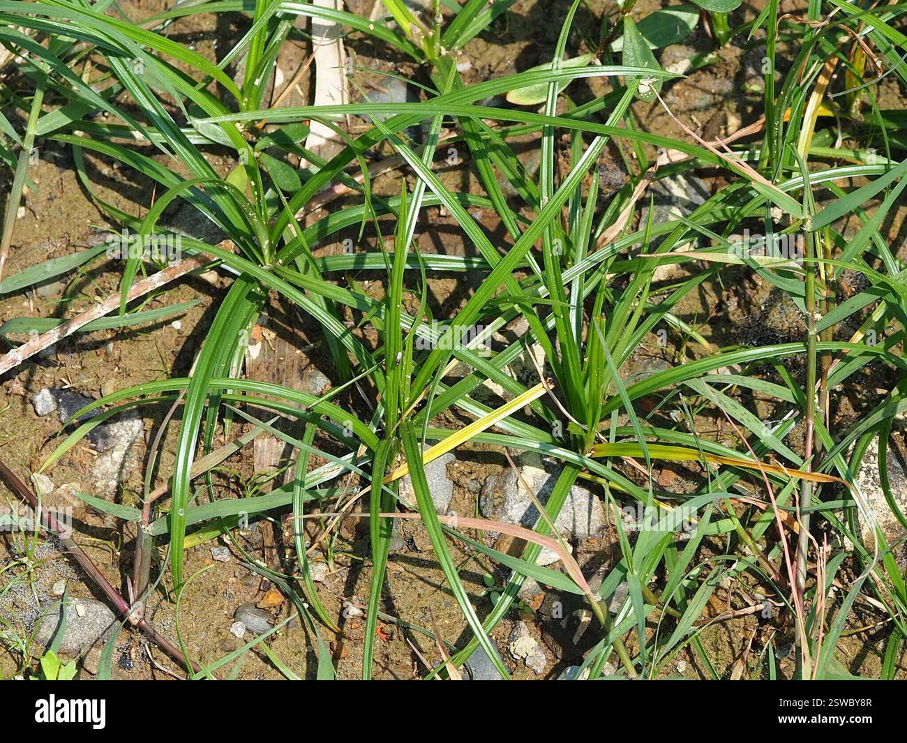 Purple nutsedge (Cyperus rotundus), Plantae, 台灣新北市 Stock Photo - Alamy