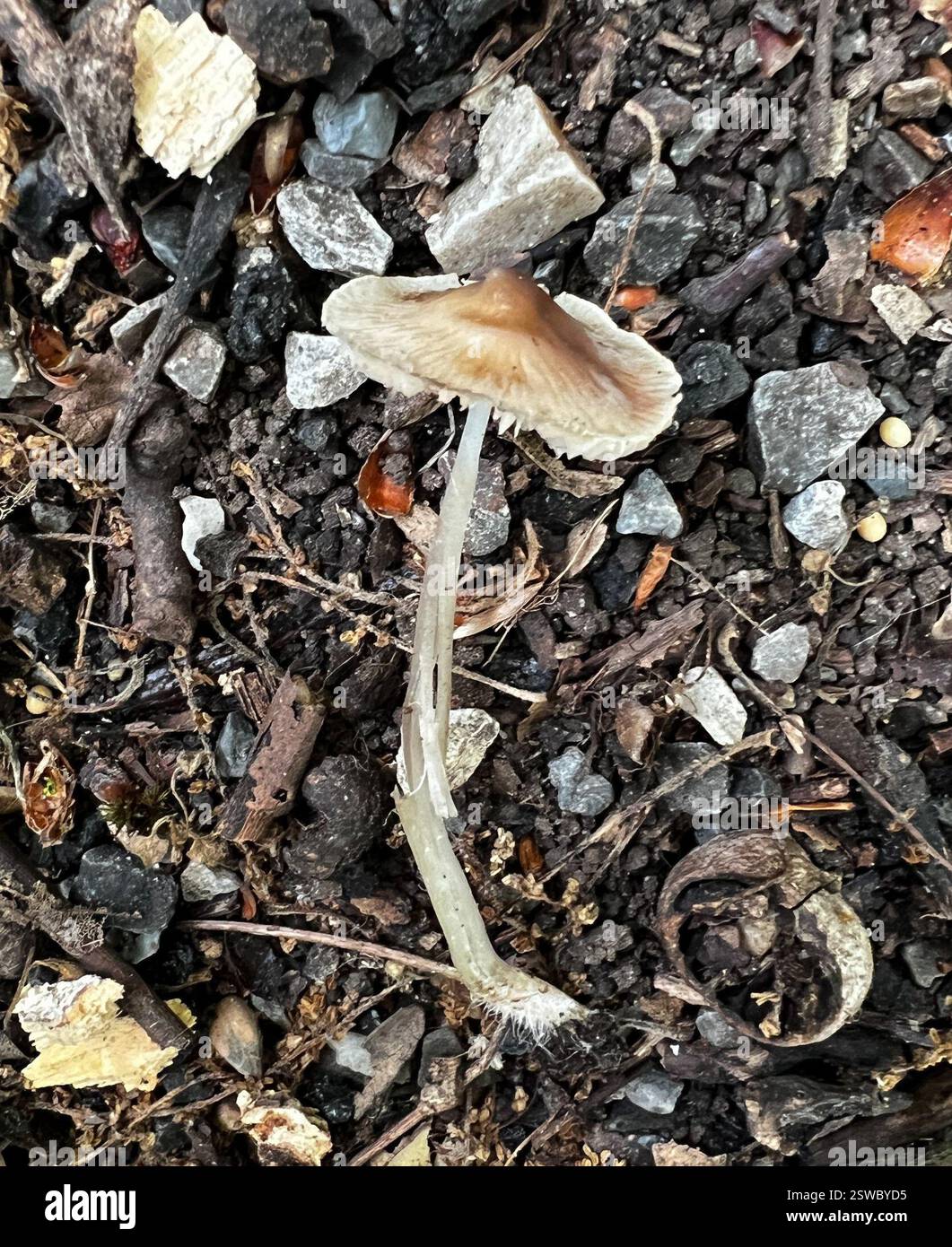 Snapping Bonnet (Mycena vitilis), Fungi, Alley Pond Park, New York, NY ...