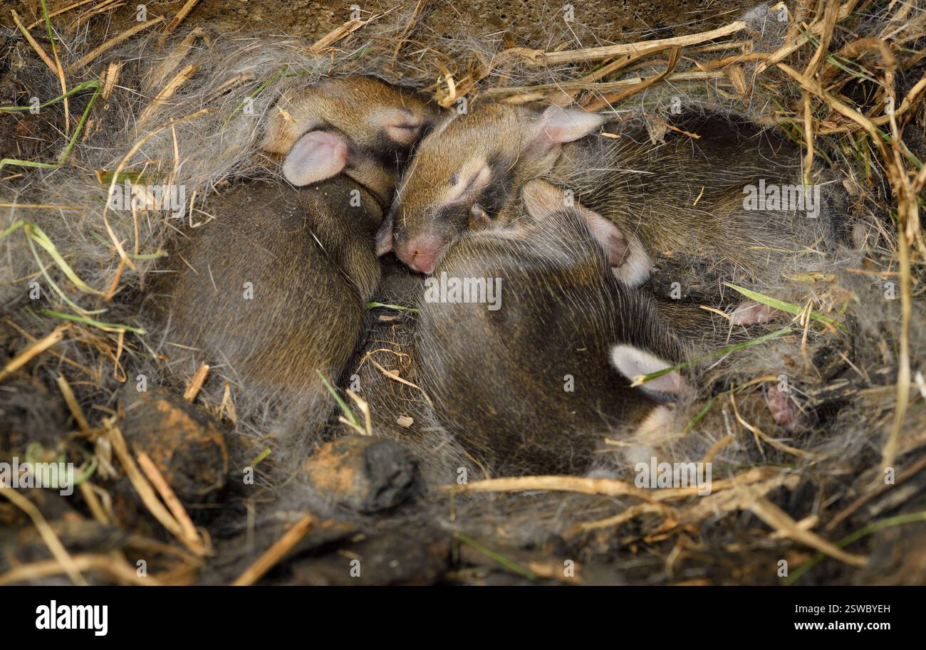 Week old Cottontail Rabbits with eyes shut in a shallow den of straw ...