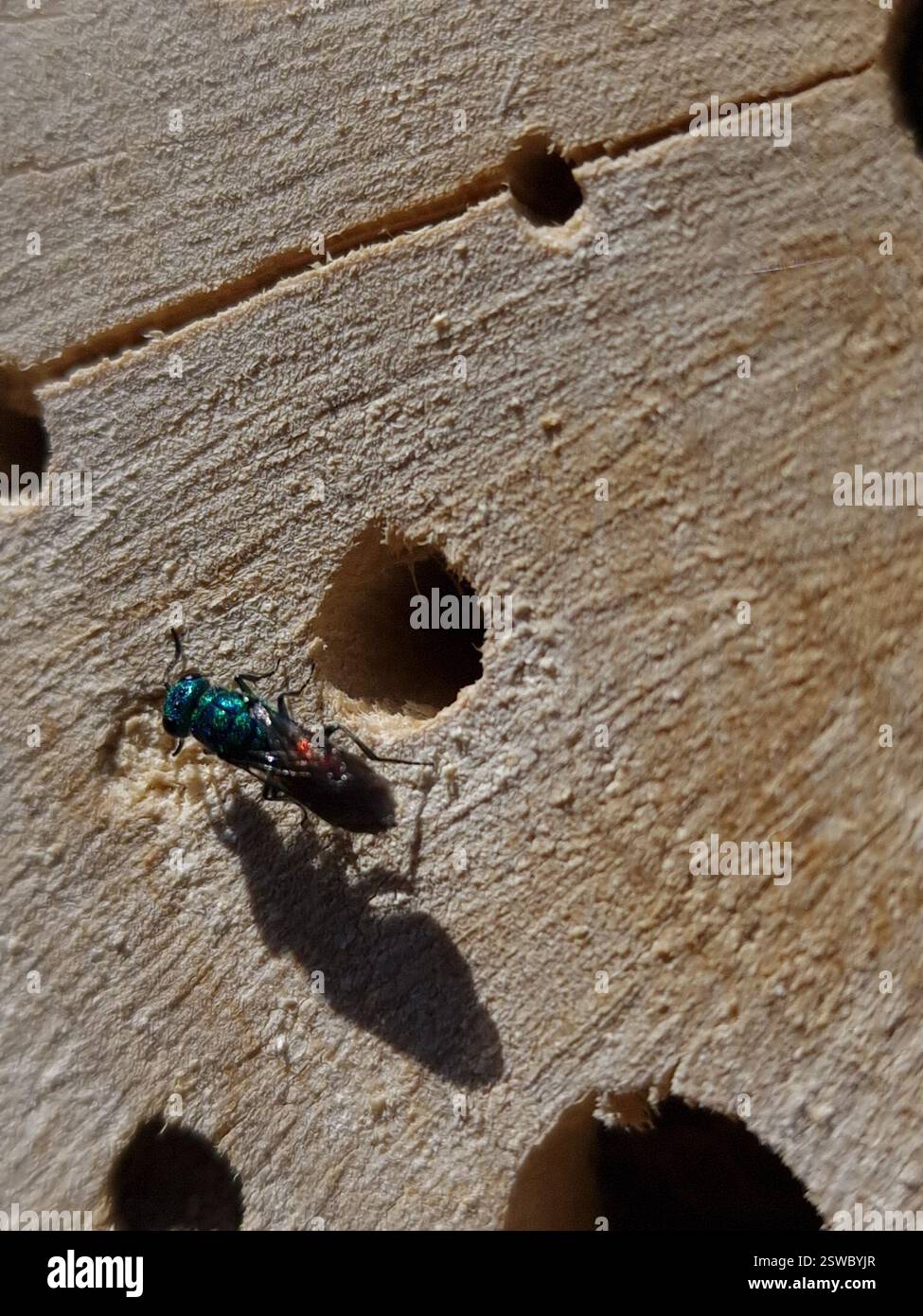 Ruby-tailed Cuckoo Wasps (Chrysis ignita), Insecta, Otley, UK Stock ...