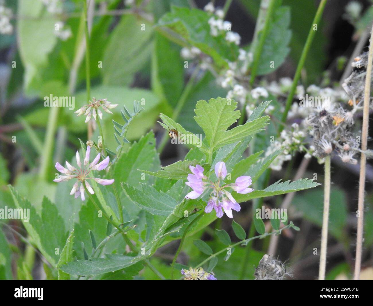 Openfield Orbweaver (Araneus pratensis), Arachnida, Allegheny County ...