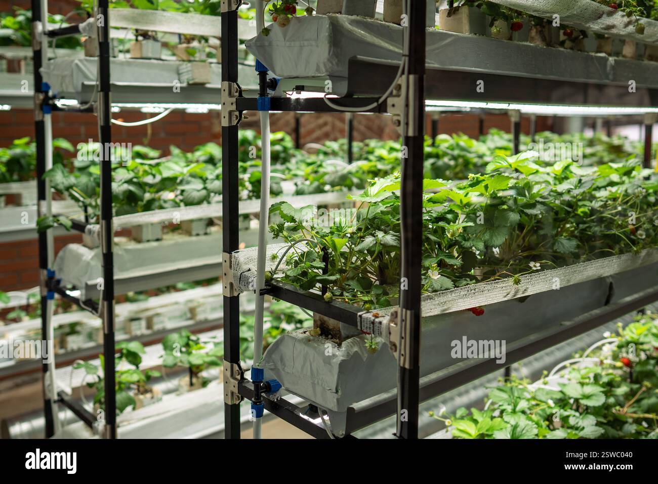 Strawberry cultivation in greenhouse. Mini-farm for growing Fragaria ...