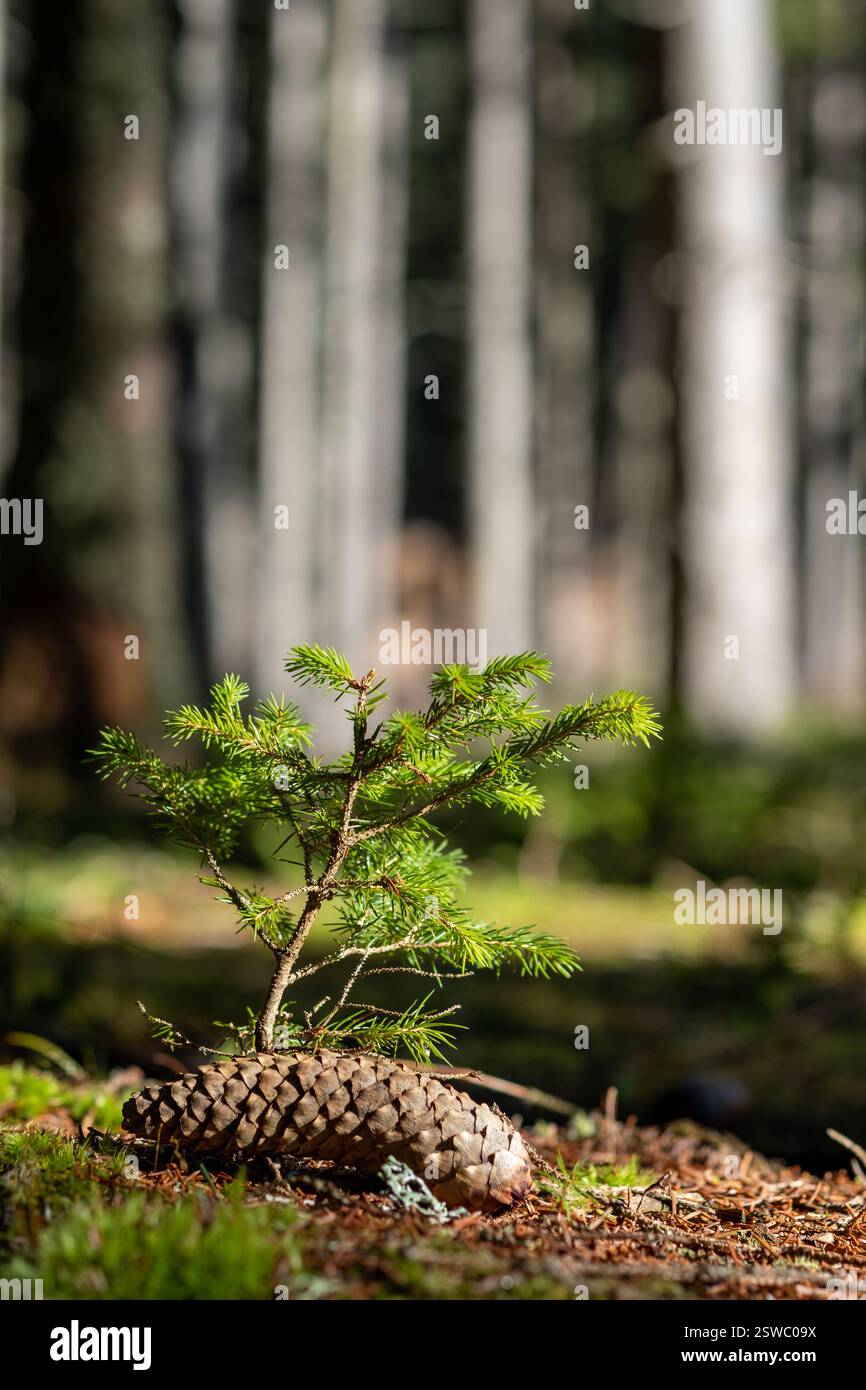 A tiny conifer seedling emerges from a pine cone on the forest floor ...
