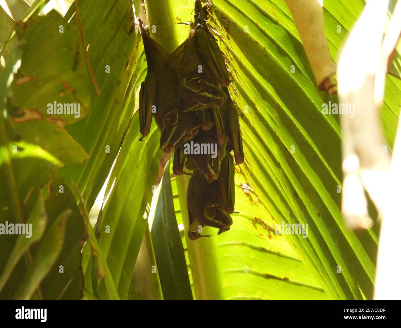 Tent-making Bat (Uroderma bilobatum), Mammalia, Panama Stock Photo - Alamy