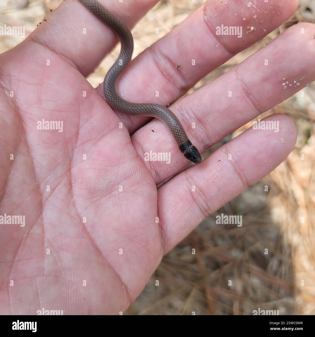 Southeastern Crowned Snake (Tantilla coronata), Reptilia, Prattville ...