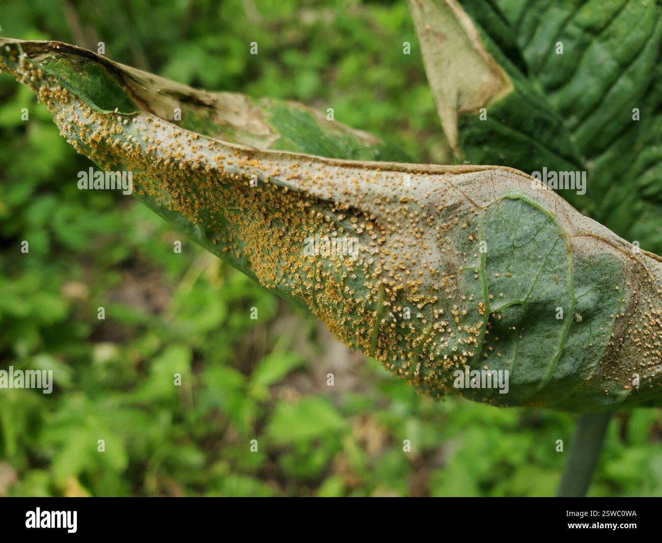 Jack-in-the-Pulpit Rust (Uromyces ari-triphylli), Fungi, Wisconsin, US ...