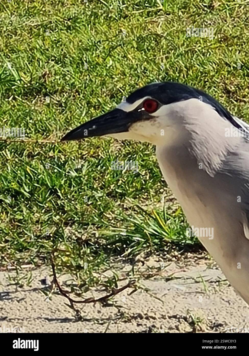 Black-crowned Night Heron (Nycticorax nycticorax), Aves, Rodovia ...