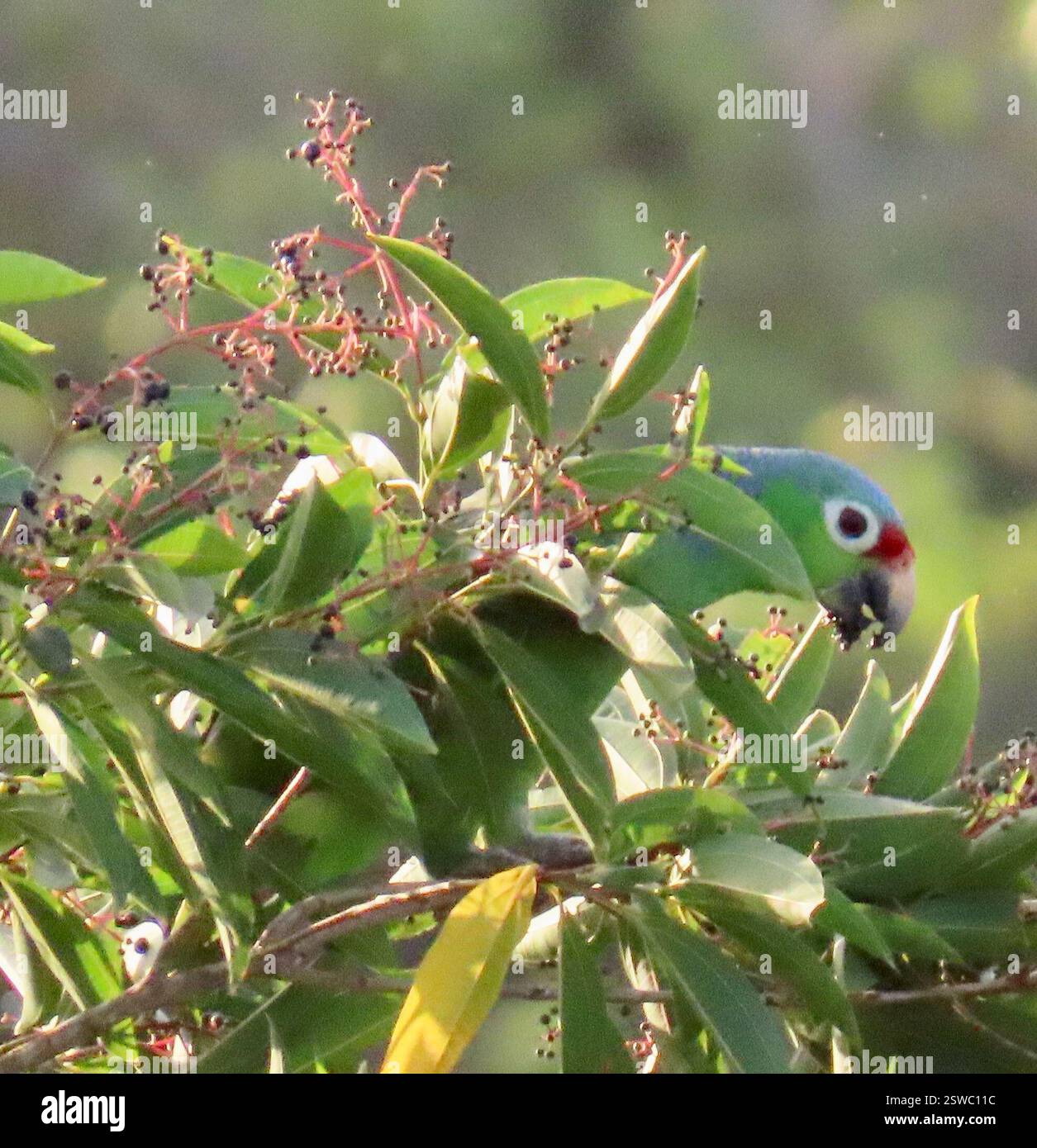 (Miconia minutiflora), Plantae, Soberanía National Park, Panamá, PA ...