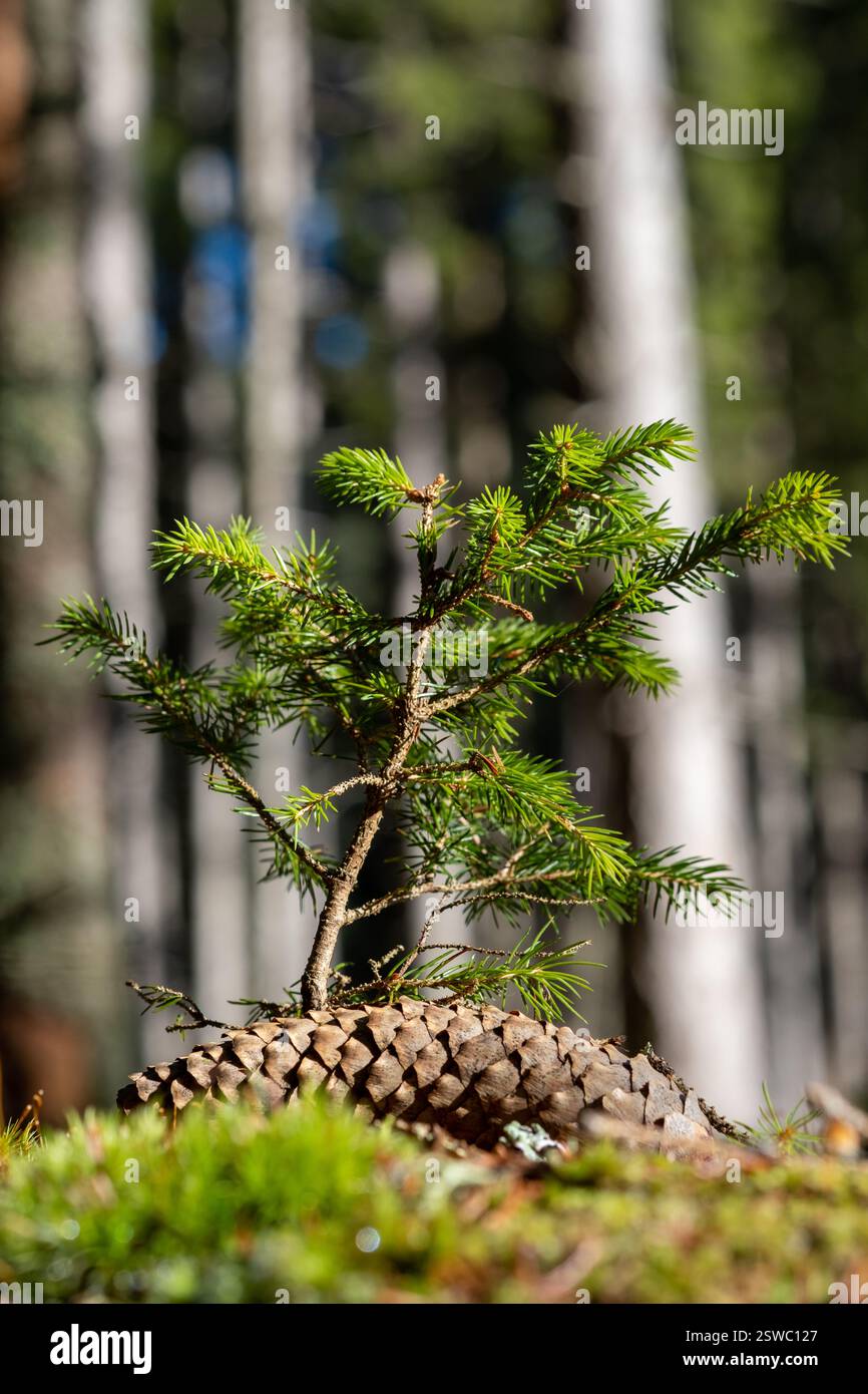 A tiny conifer seedling sprouts from a fallen pine cone on the forest ...