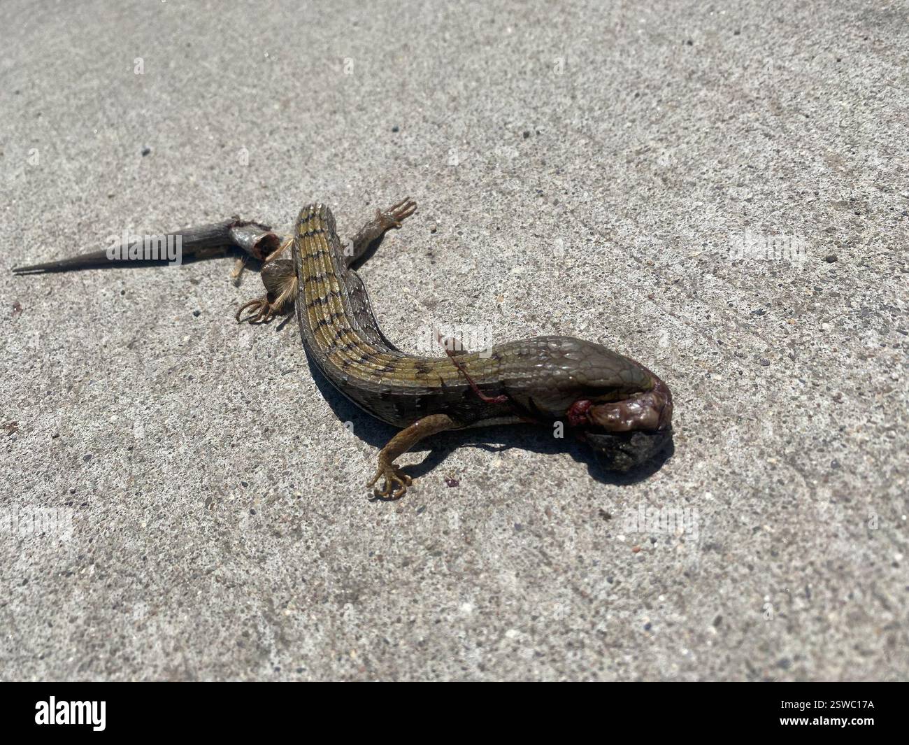 Southern Alligator Lizard (Elgaria multicarinata), Reptilia, Via ...