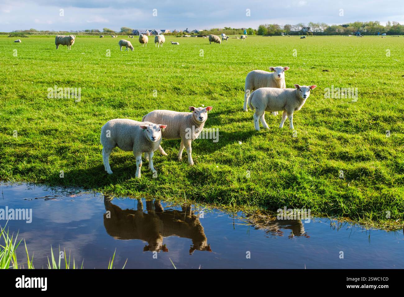 Three fluffy sheep with curly white wool are peacefully standing in a lush green grassy field ...